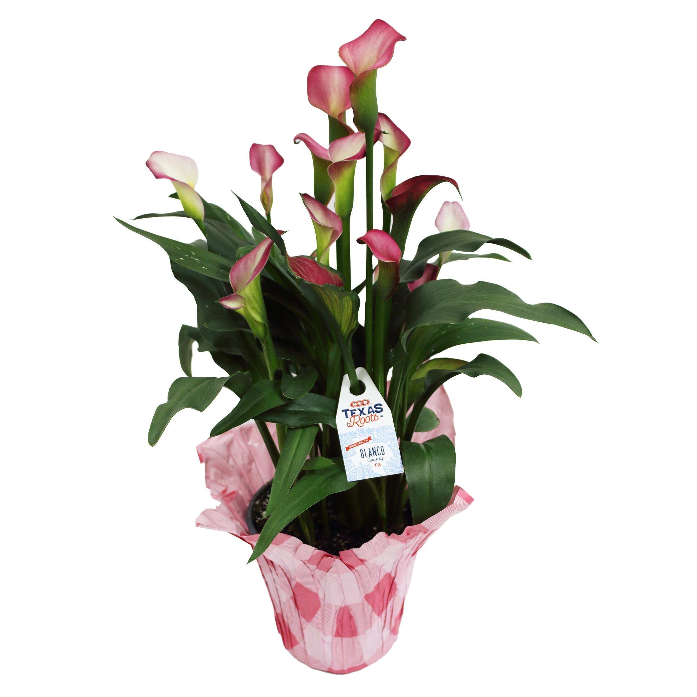 H-E-B Texas Roots 6" Calla Lily - Shop Potted plants at H-E-B