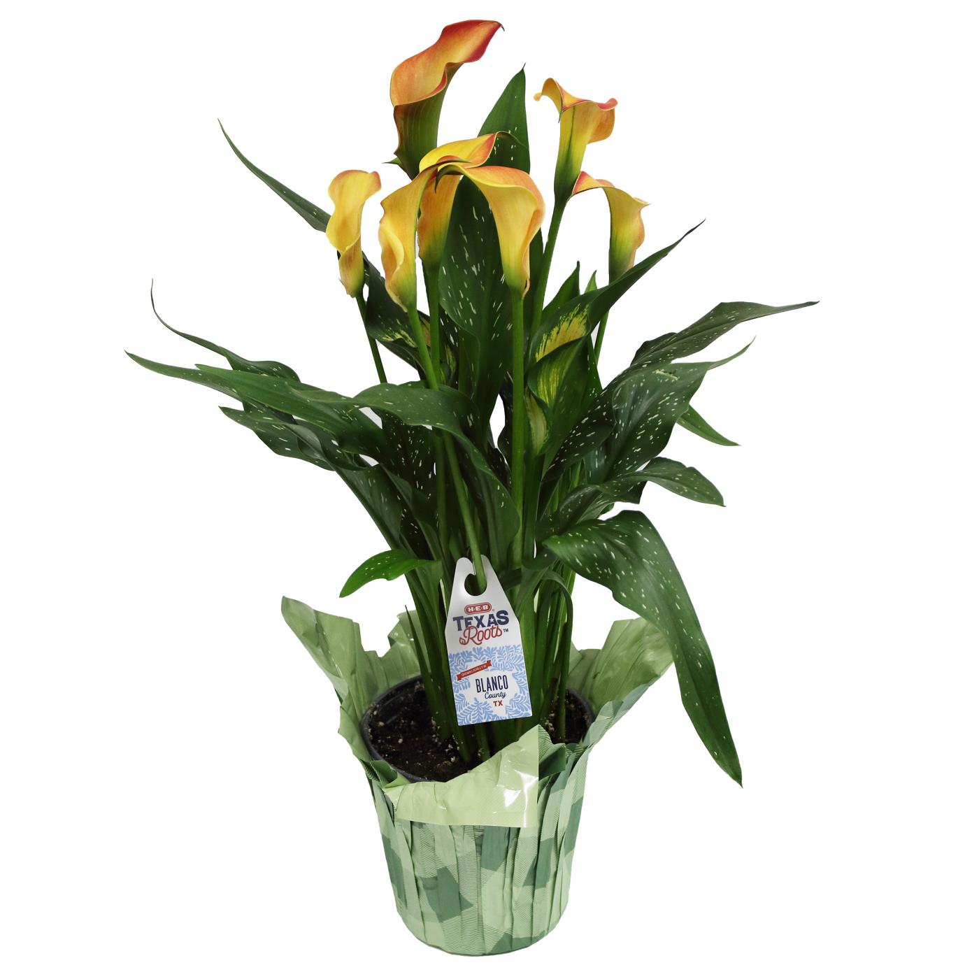 H-E-B Texas Roots 6" Calla Lily - Shop Potted plants at H-E-B