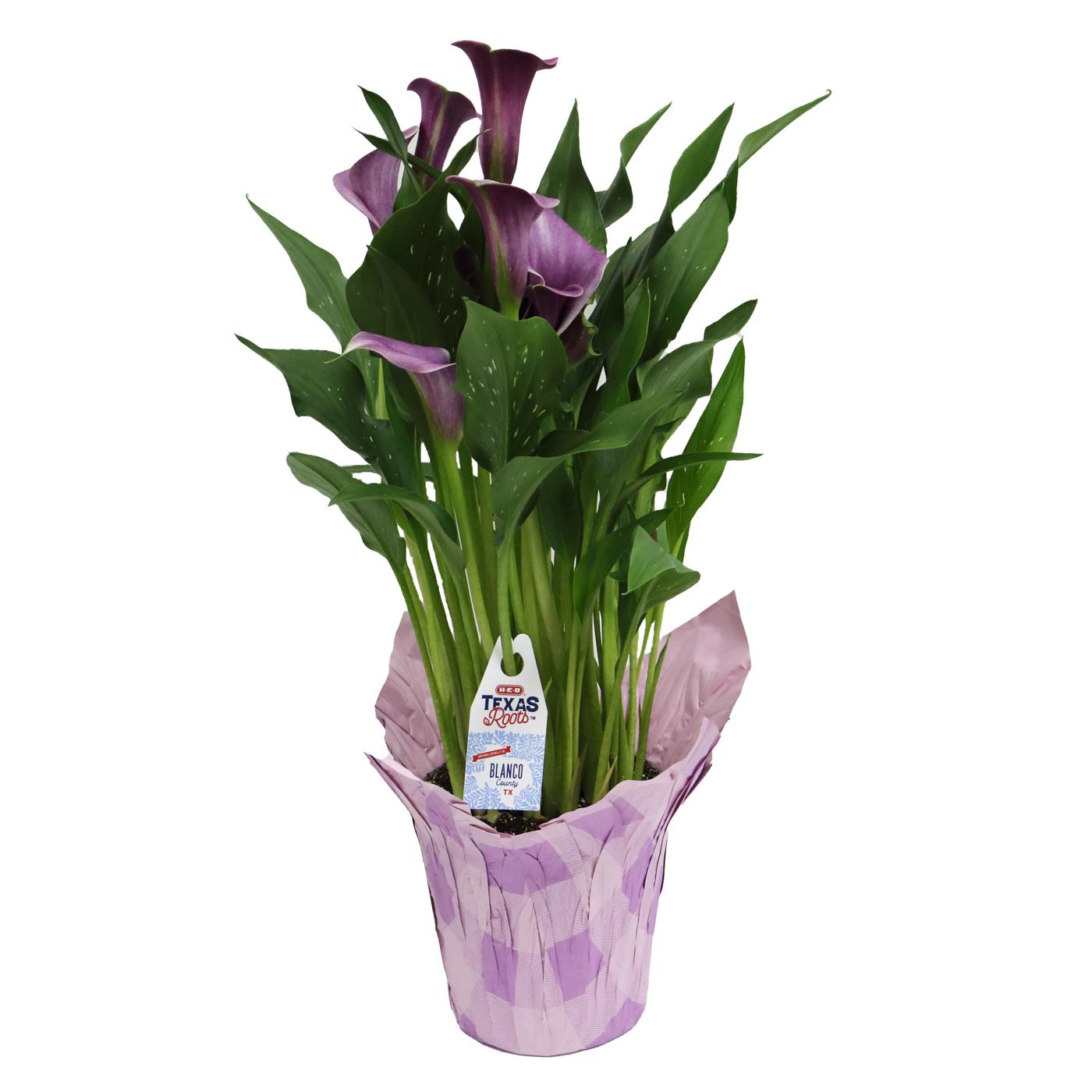 H-E-B Texas Roots 6" Calla Lily - Shop Potted plants at H-E-B