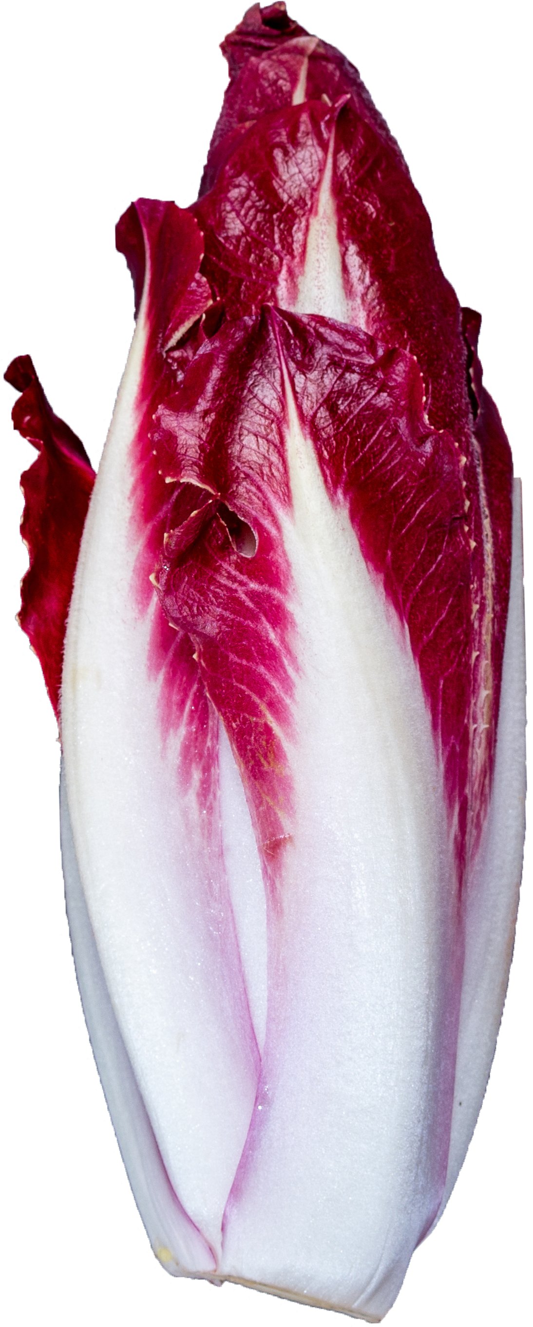 Red Belgian Endive - Shop Lettuce & leafy greens at H-E-B