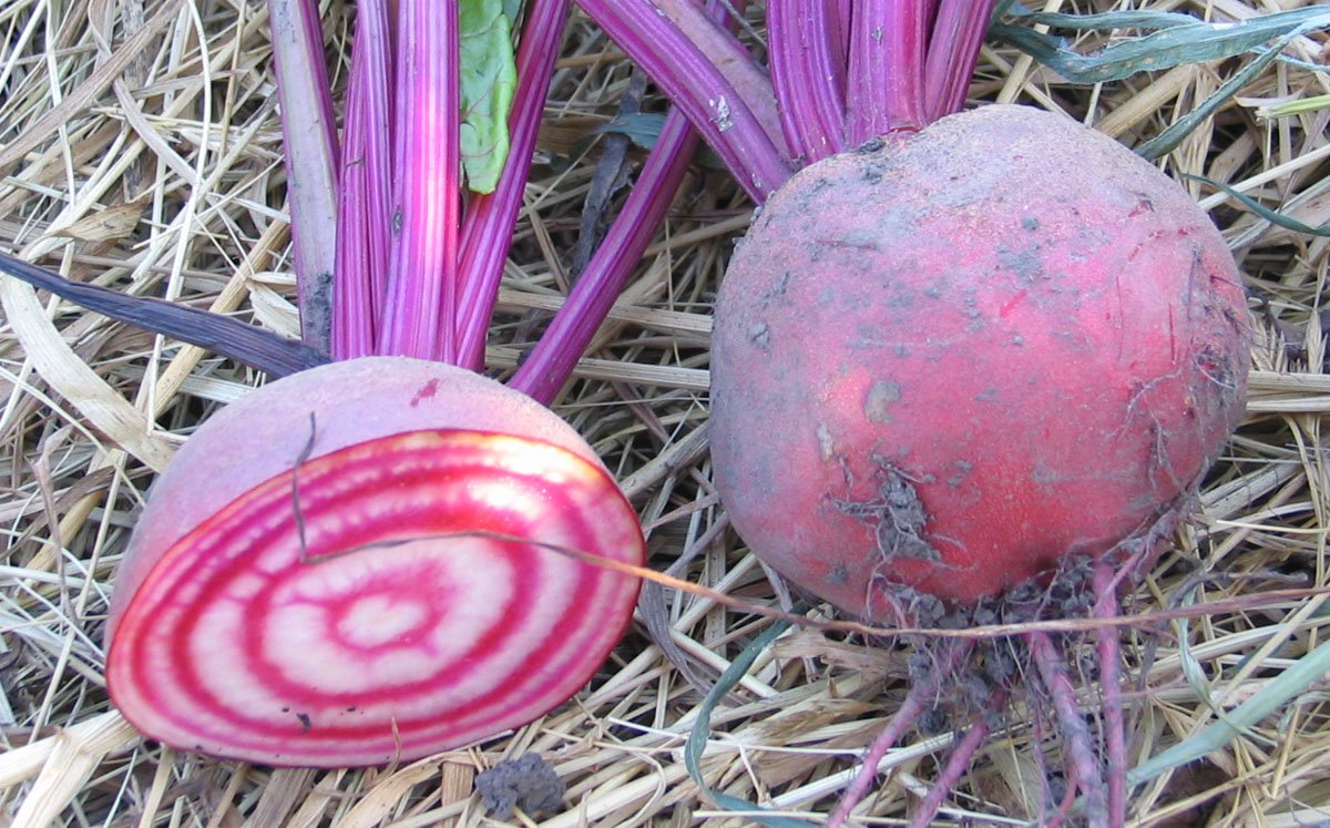 Fresh Candy Cane Beets - Shop Potatoes & carrots at H-E-B