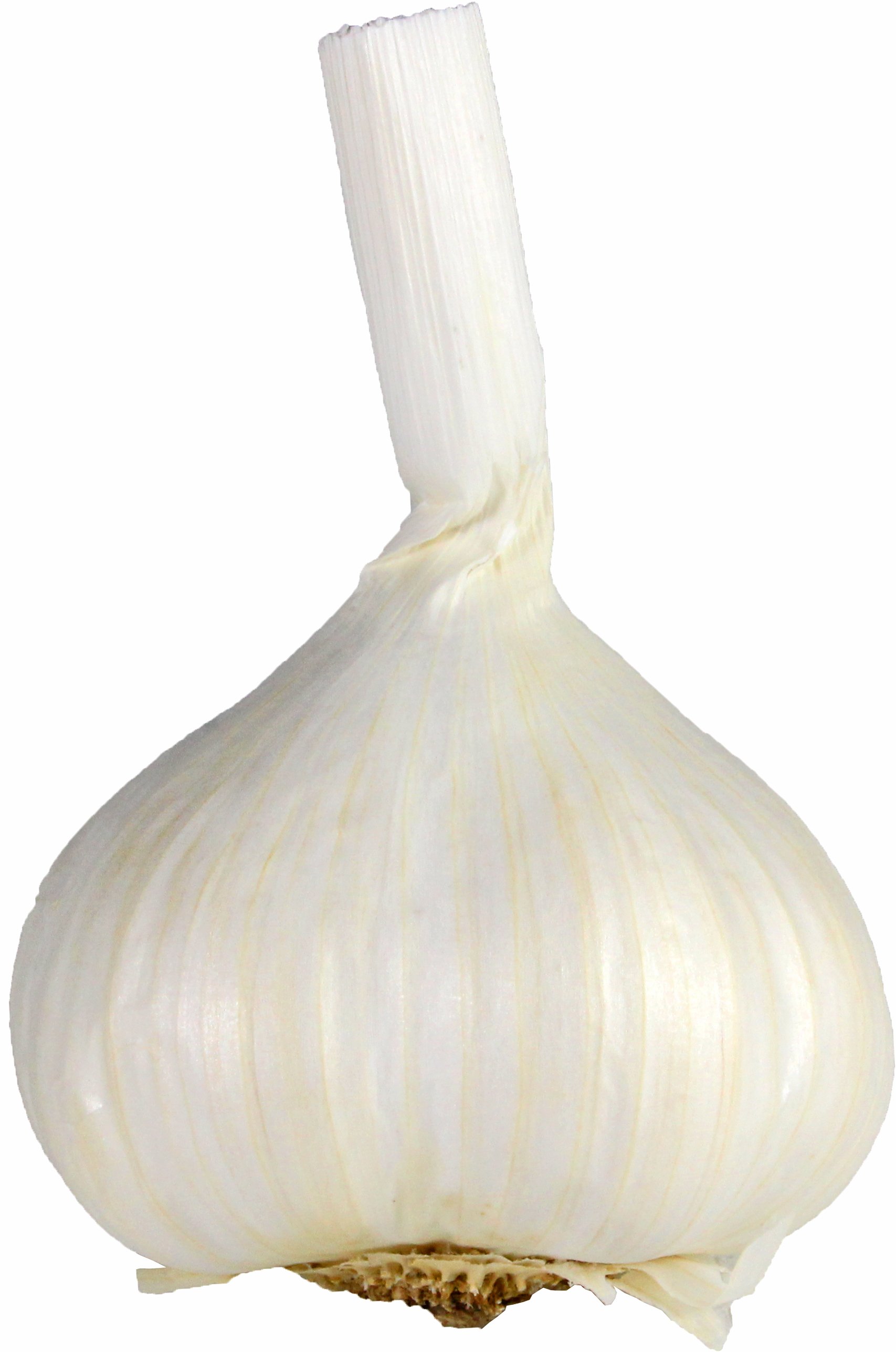 Colossal Garlic | Central Market - Really Into Food
