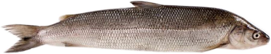 Great Lakes Whole Whitefish - Shop Fish at H-E-B