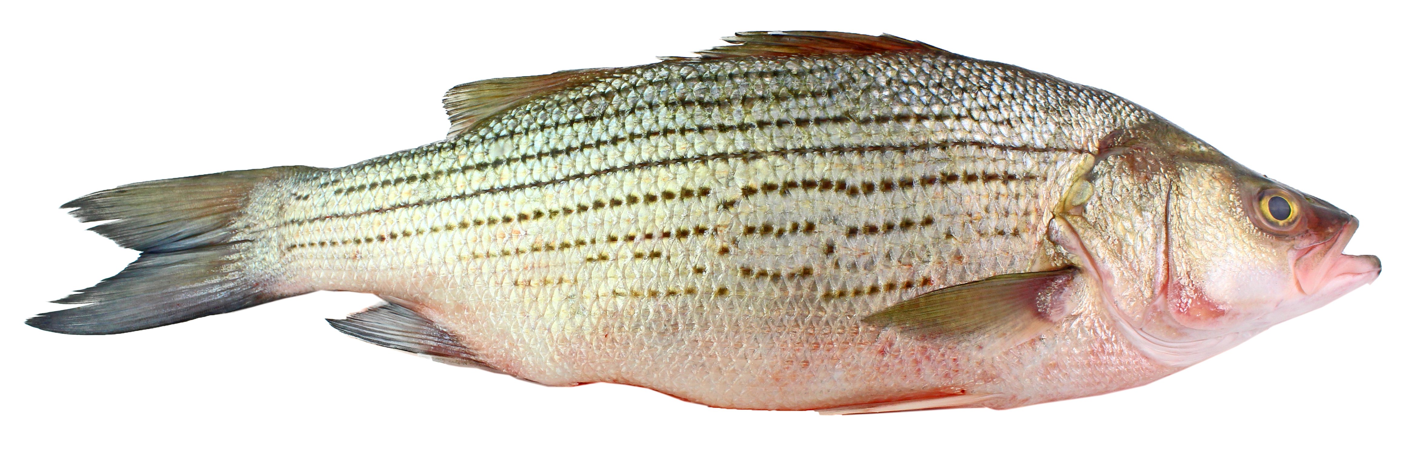 Whole Striped Bass - Shop Fish at H-E-B