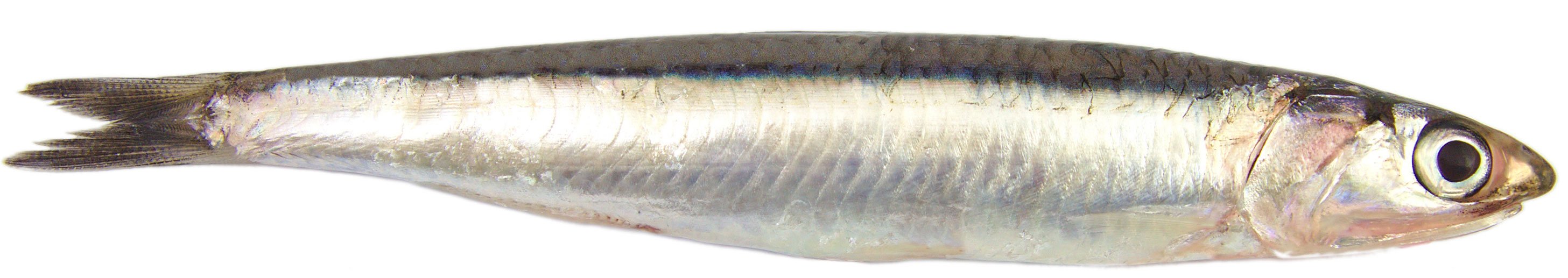 Whole Fresh Anchovies - Shop Fish at H-E-B