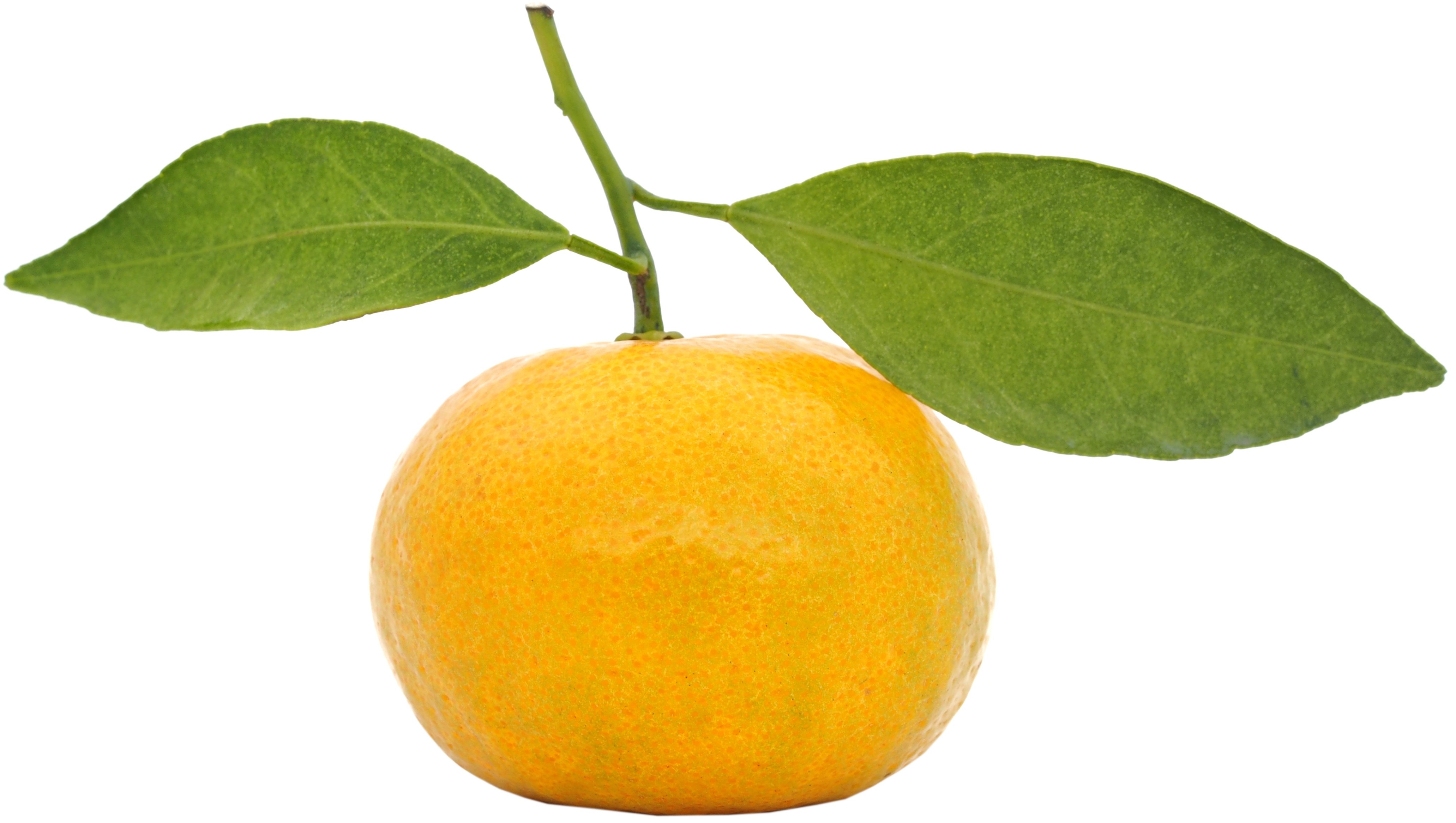 Stem & Leaf Tangelo - Shop Citrus at H-E-B