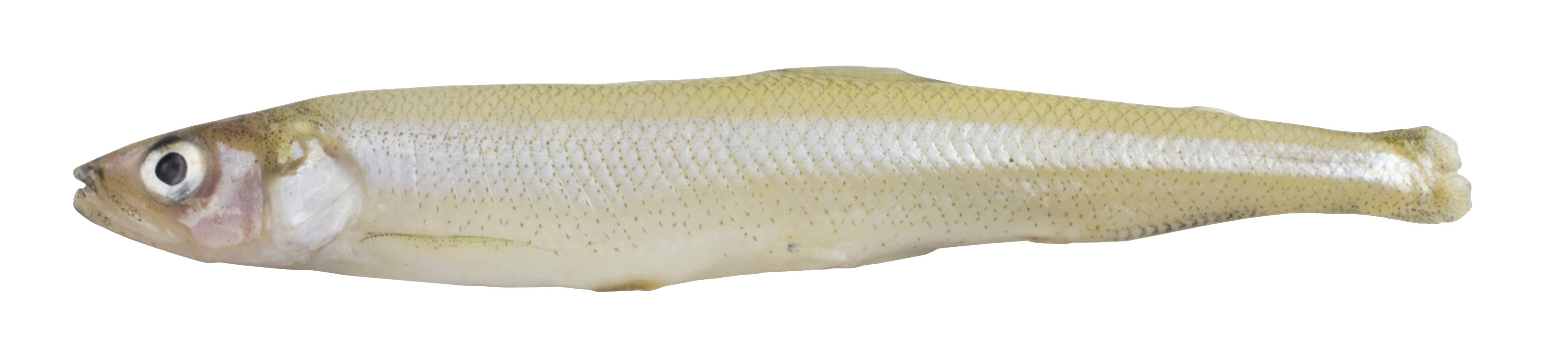 Frozen Smelt Whole Small, Wild Caught - Shop Fish at H-E-B