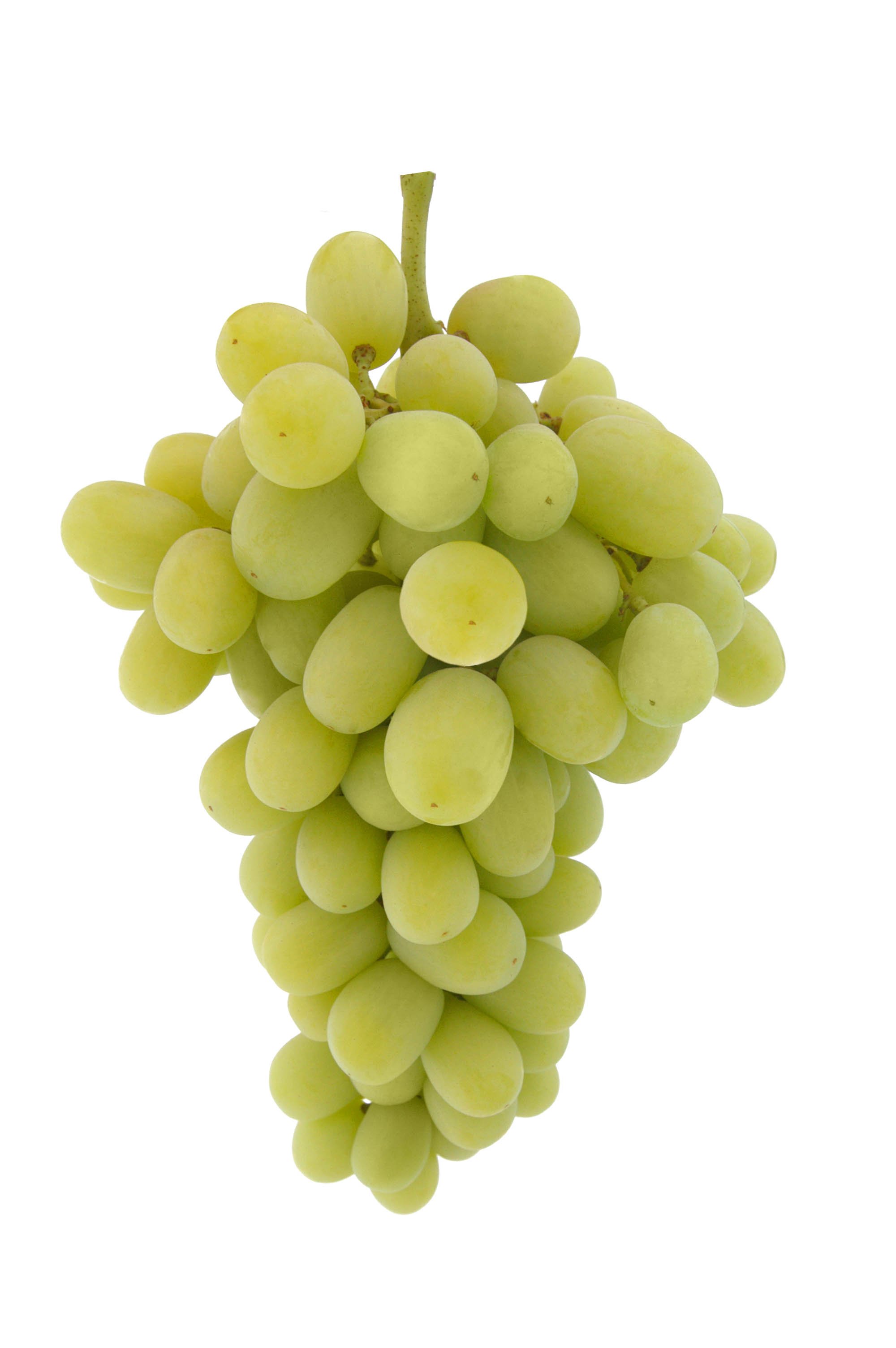 Fresh Concord Grapes - Shop Grapes at H-E-B