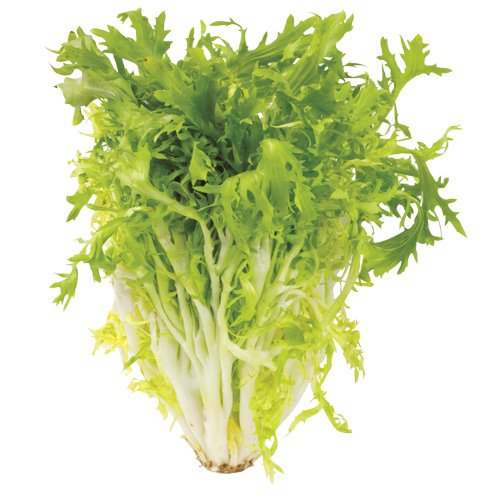 Frisee Lettuce