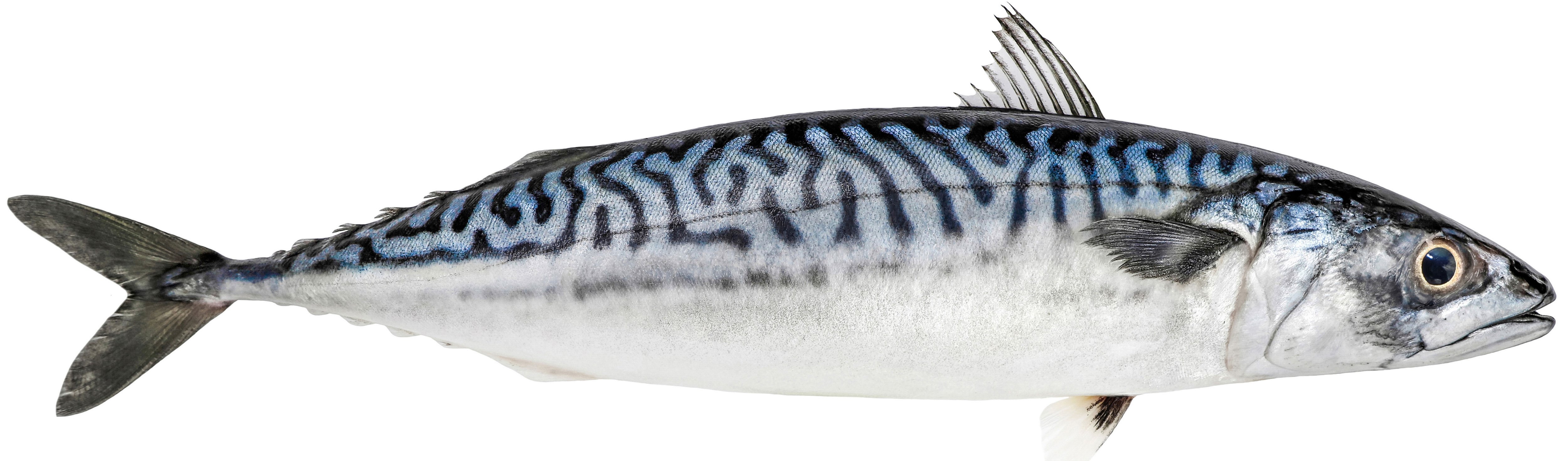 Fresh Whole Mackerel - Shop Fish at H-E-B