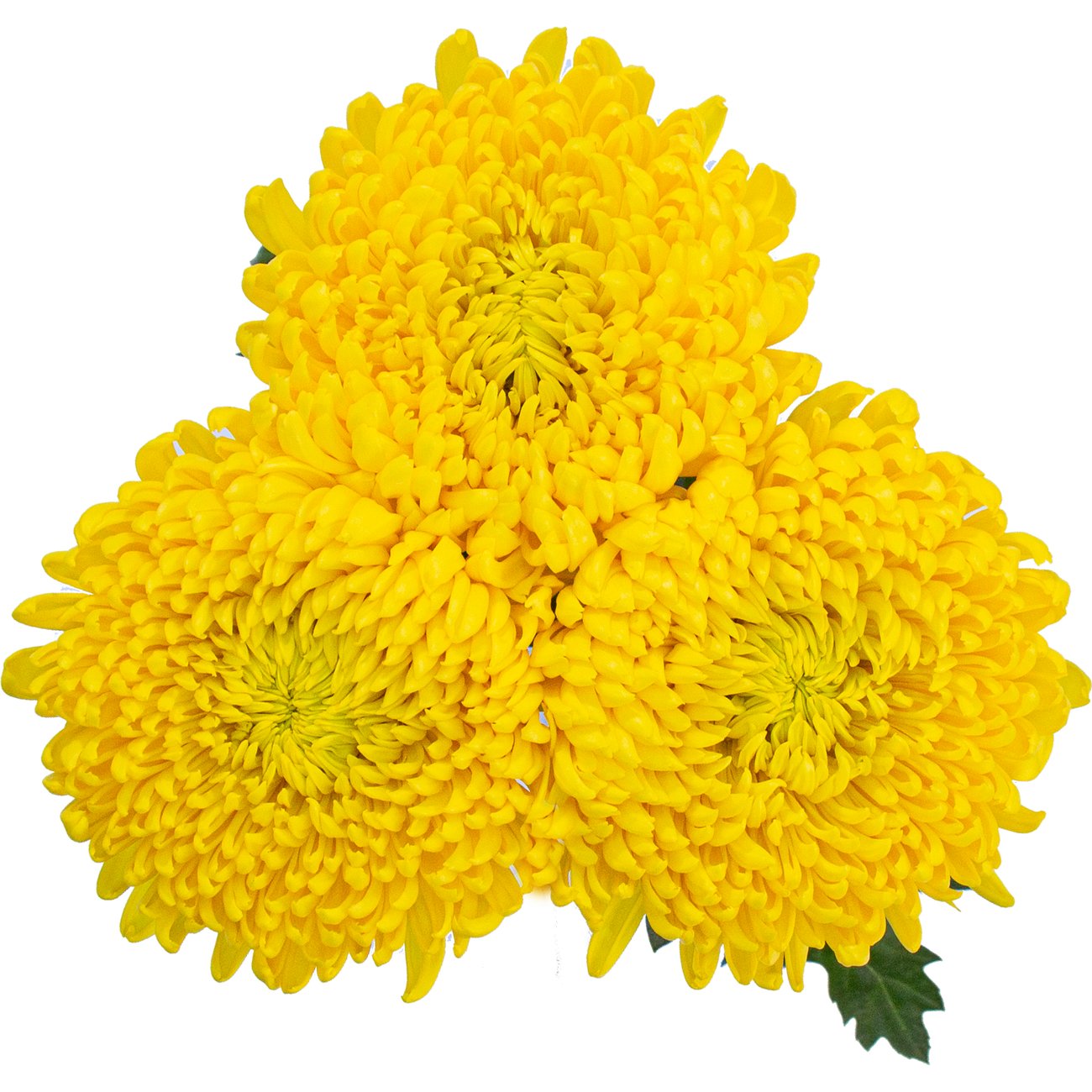 BLOOMS by H-E-B Assorted 3 Stem Spiders & Cremones - Shop Flowers ...