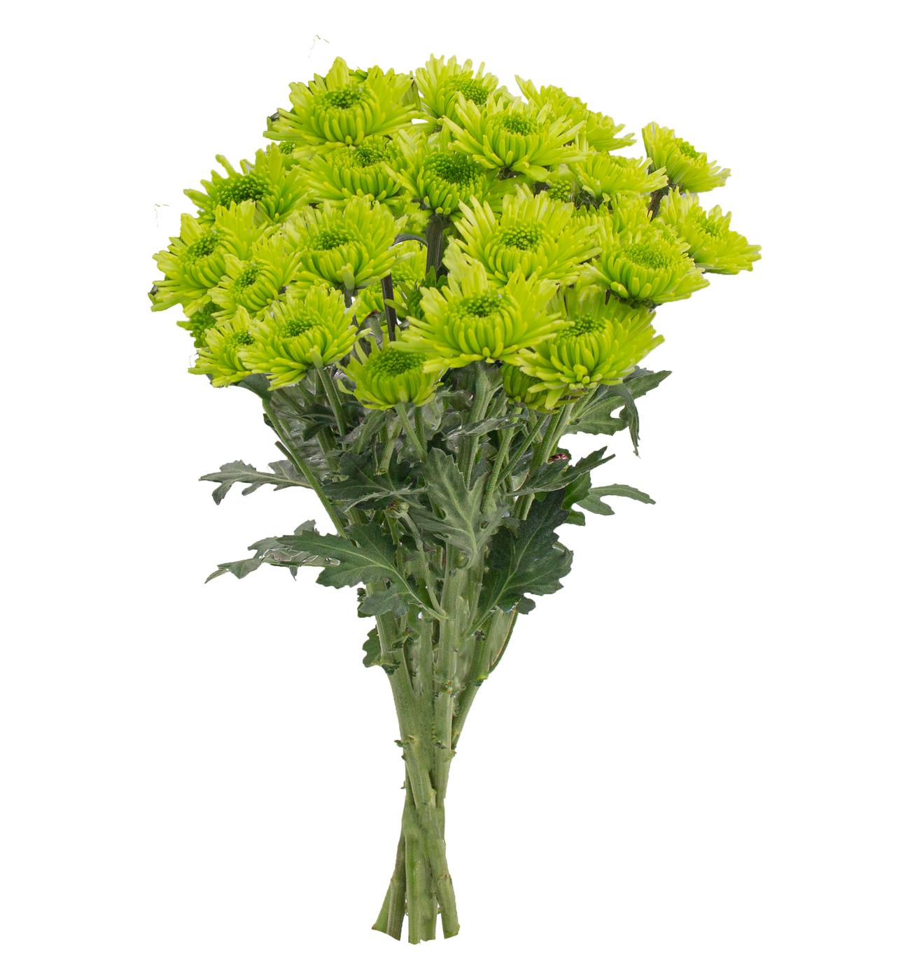 BLOOMS by H-E-B 4 Stem Assorted Poms - Shop Flowers & arrangements at H-E-B