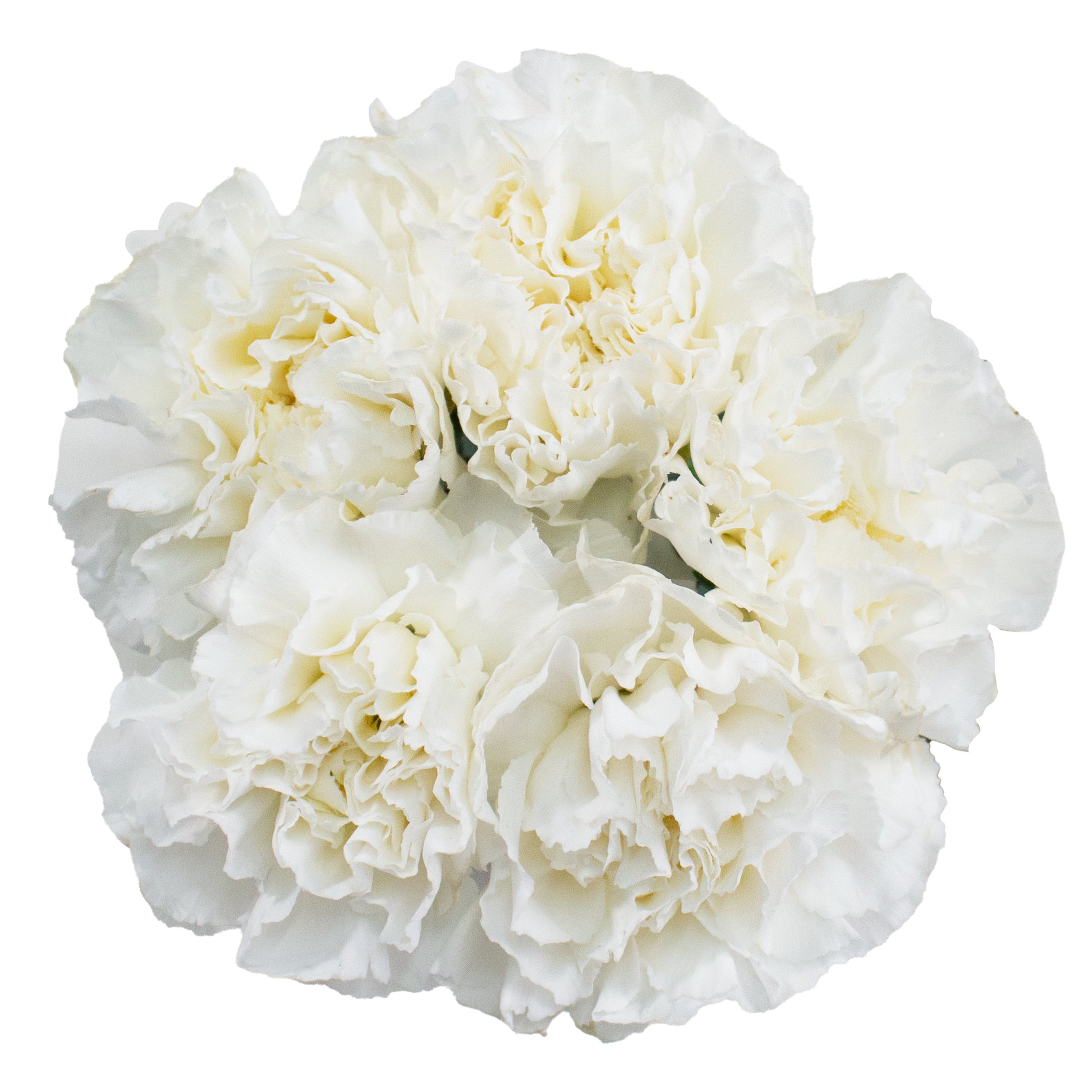 White Carnation Flowers