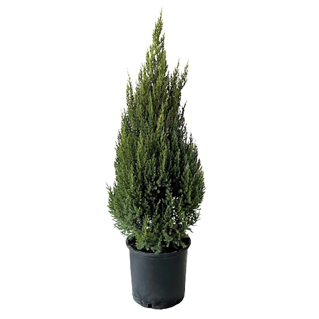 Blue Point Juniper - Shop Potted plants at H-E-B
