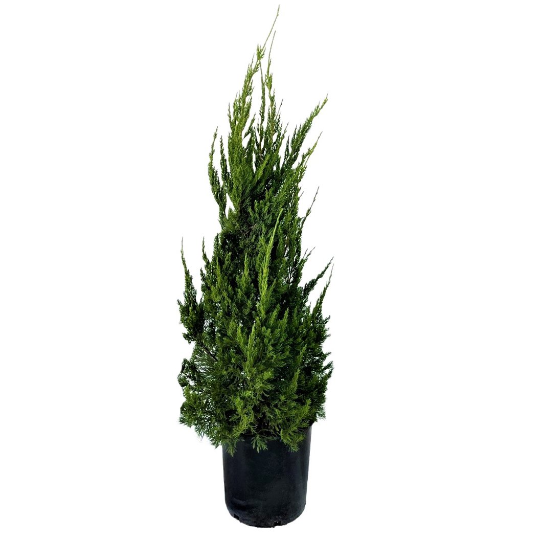 Greenleaf Nursery Hollywood Juniper - Shop Potted plants at H-E-B