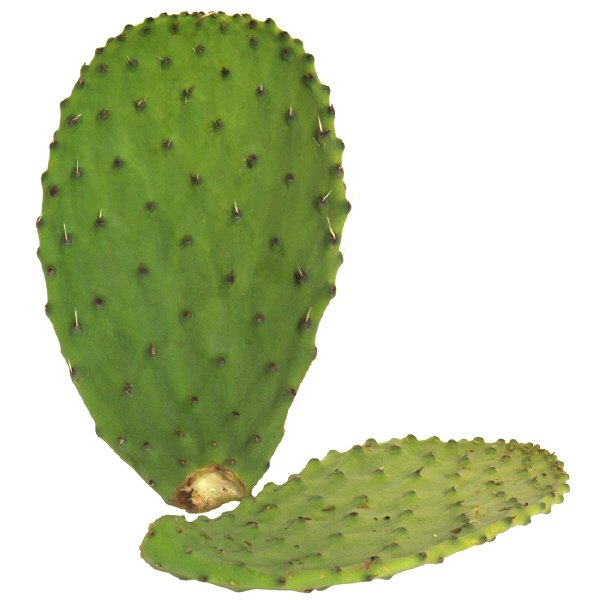 Fresh Nopalitos, LB | Central Market - Really Into Food