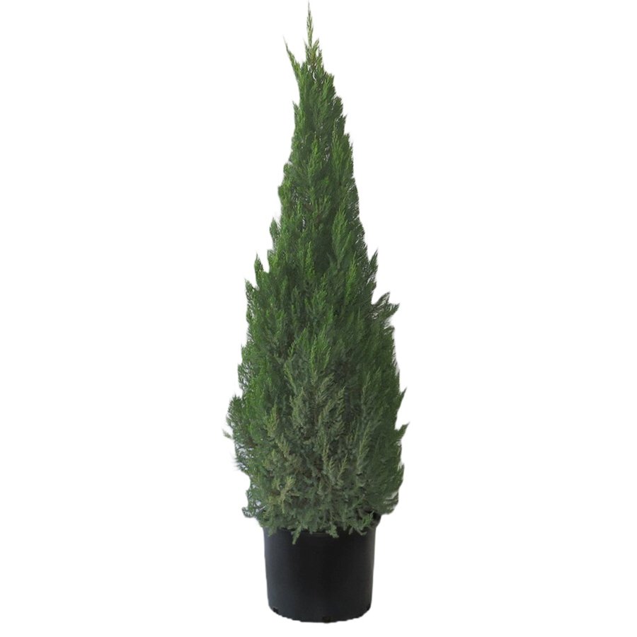 Greenleaf Nursery Blue Point Juniper - Shop Potted plants at H-E-B