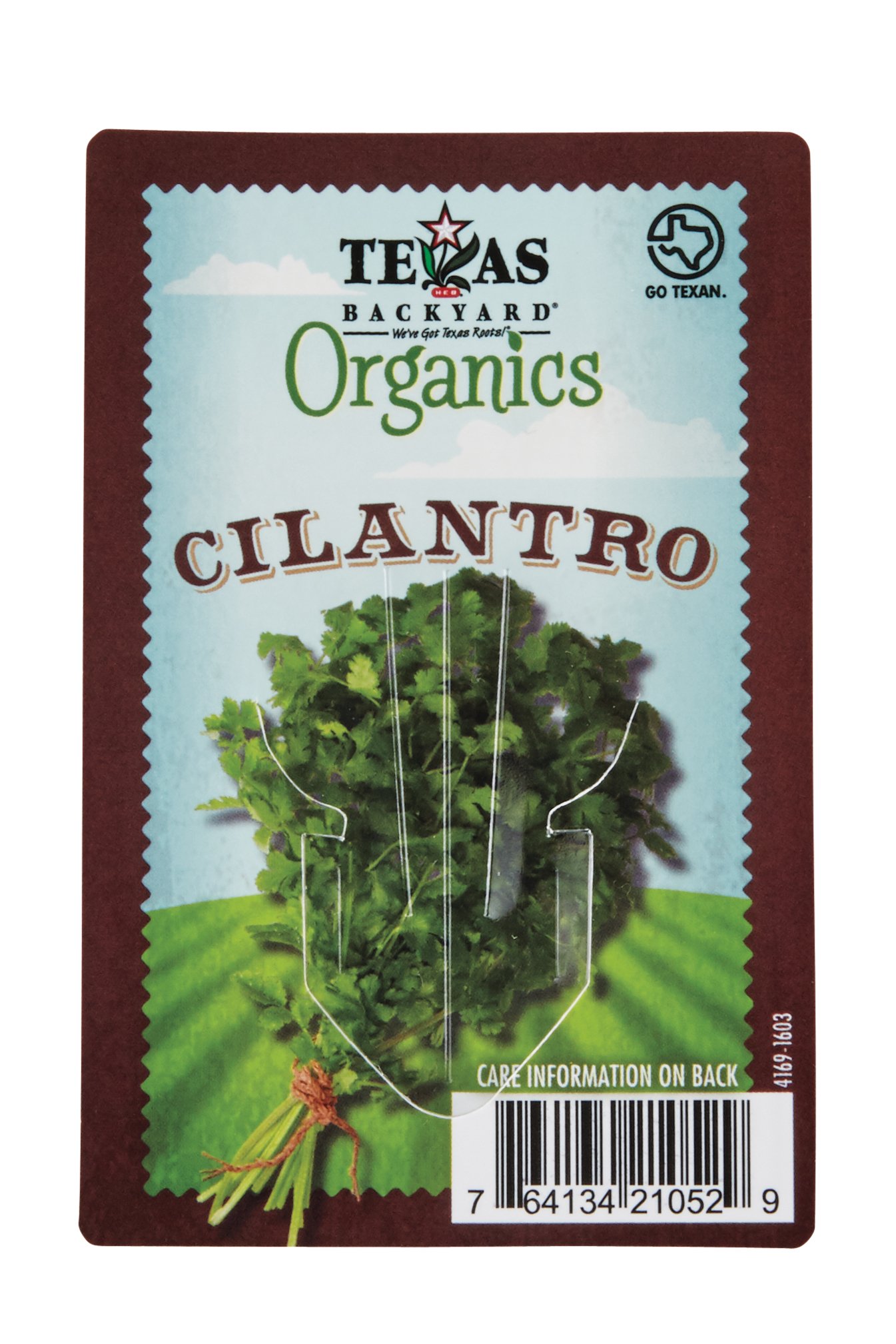 H-E-B Texas Backyard Organic 4 Inch Cilantro - Shop Potted plants at H-E-B