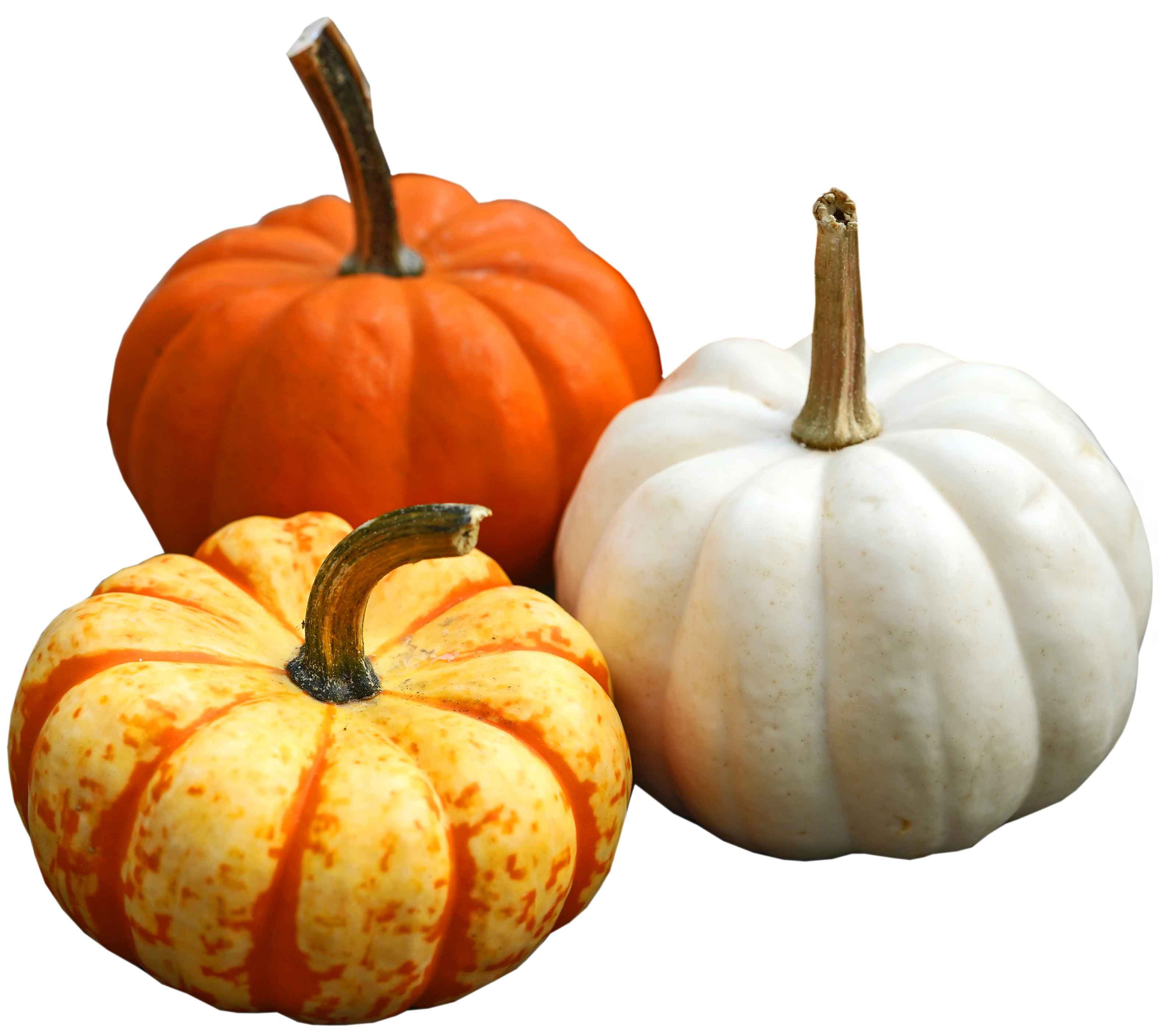 Individual Festive Fall Pumpkins and Gourds, Style Varies | Central ...