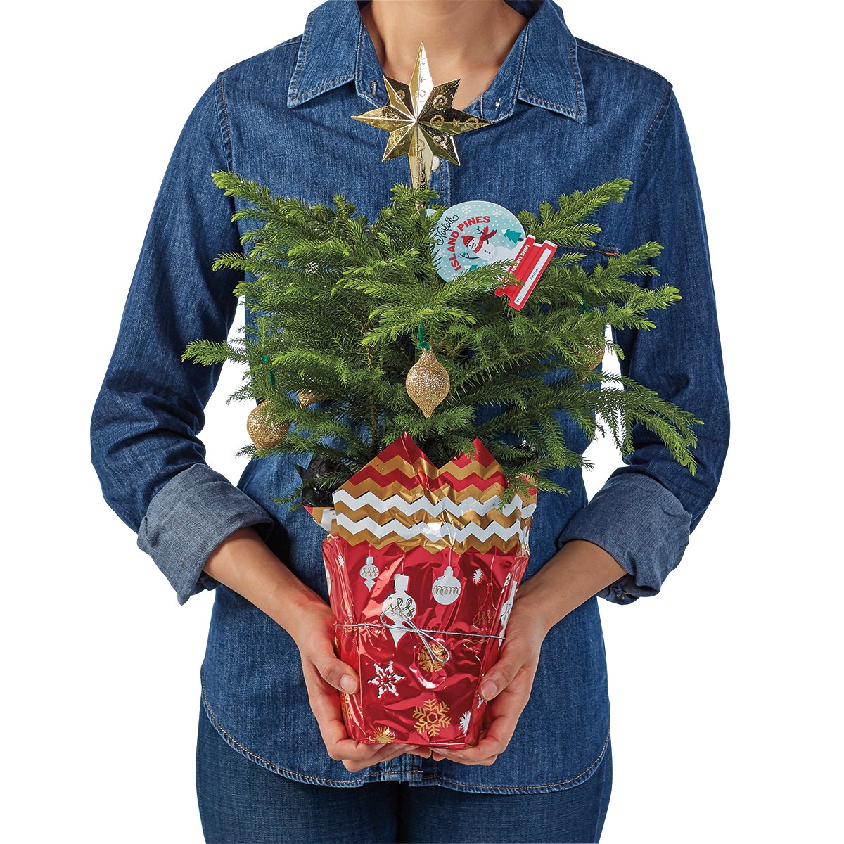 Floral 6" Norfolk Pine - Shop Potted plants at H-E-B