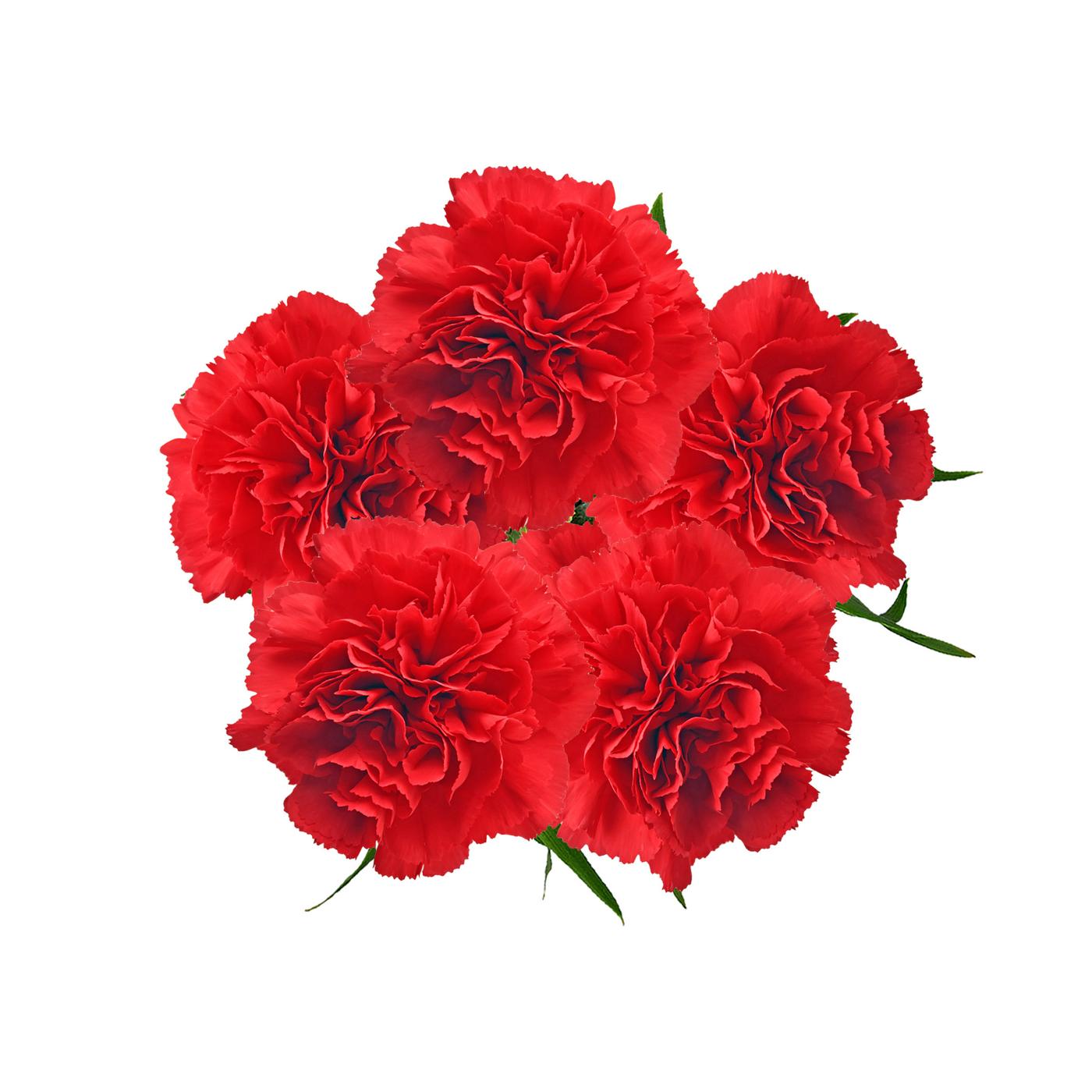 BLOOMS by H-E-B Christmas Carnations - Shop Flowers & arrangements at H-E-B