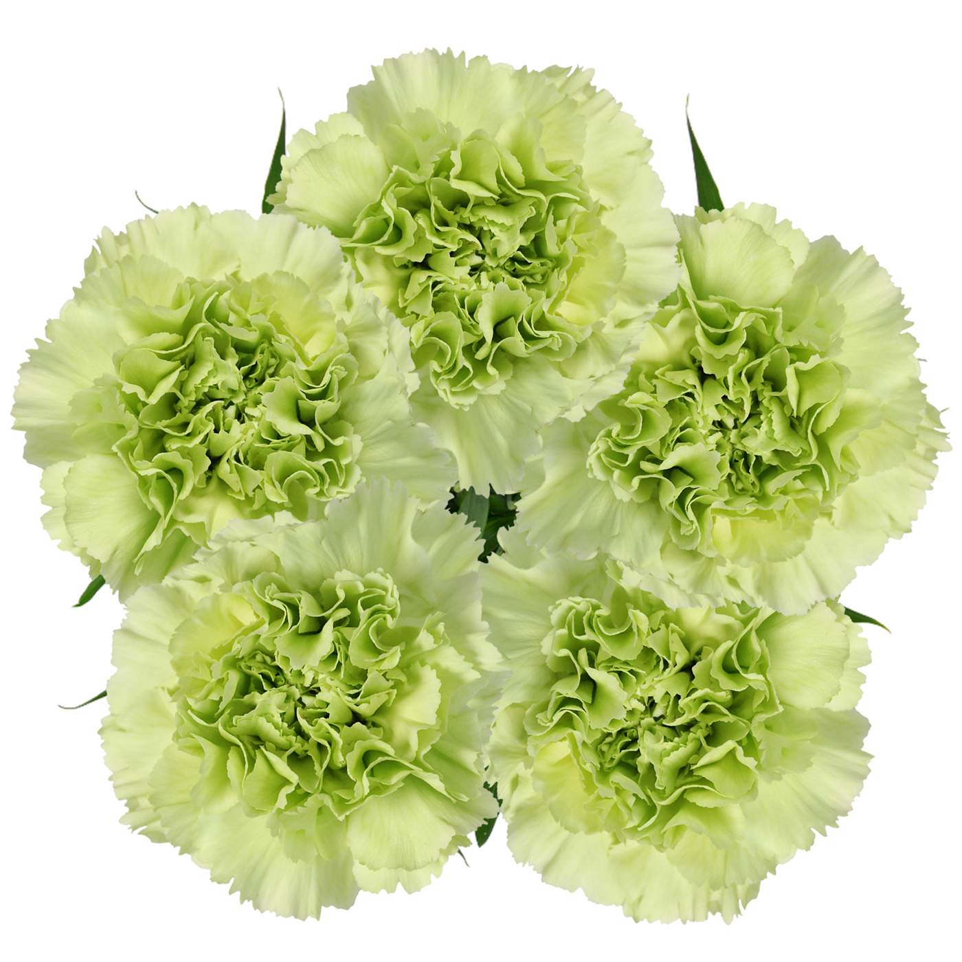 BLOOMS by H-E-B Christmas Carnations - Shop Flowers & arrangements at H-E-B
