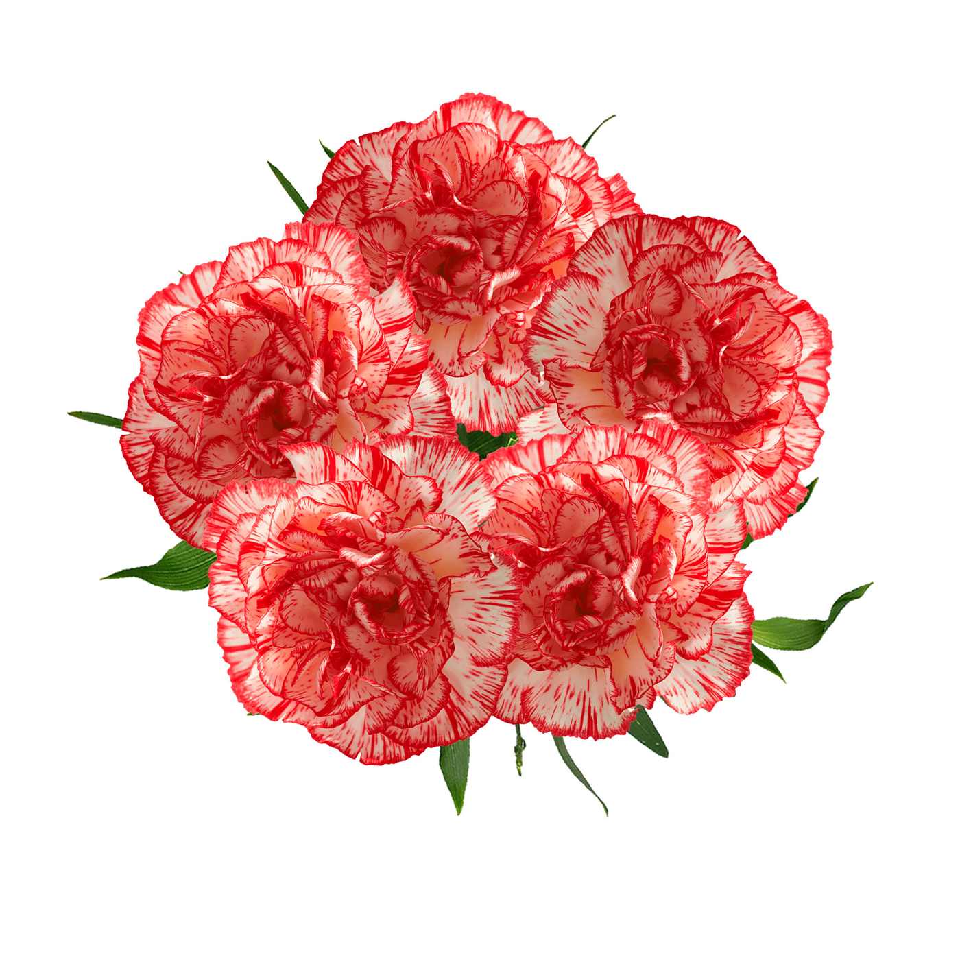 BLOOMS by H-E-B Christmas Carnations - Shop Flowers & arrangements at H-E-B