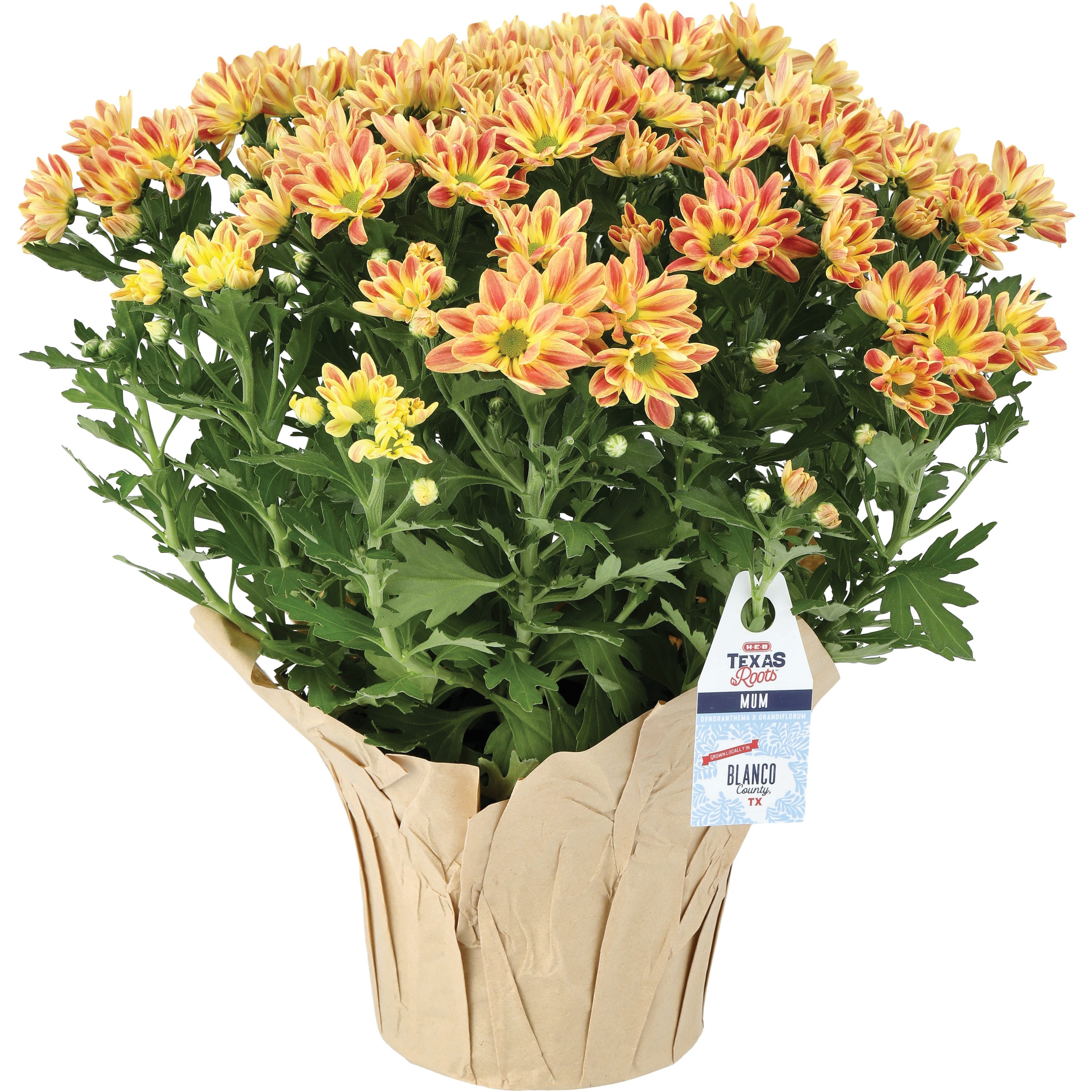 Heb Flowers Kerrville Tx | Best Flower Site