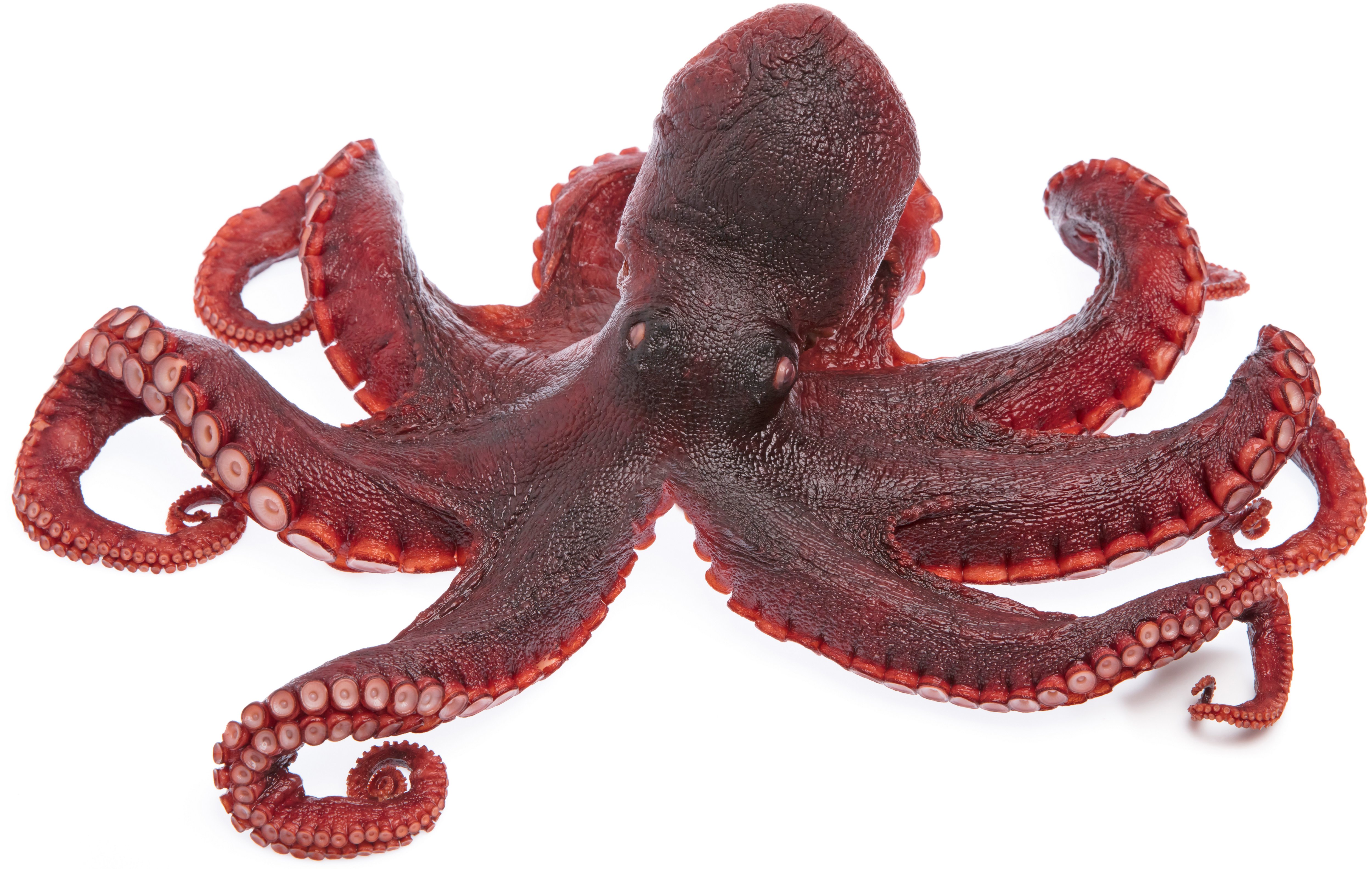 Previously Frozen Whole Octopus - Shop Fish at H-E-B