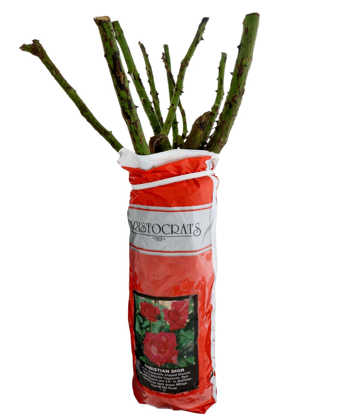 H-E-B Texas Backyard Rose Bush - Shop Potted plants at H-E-B