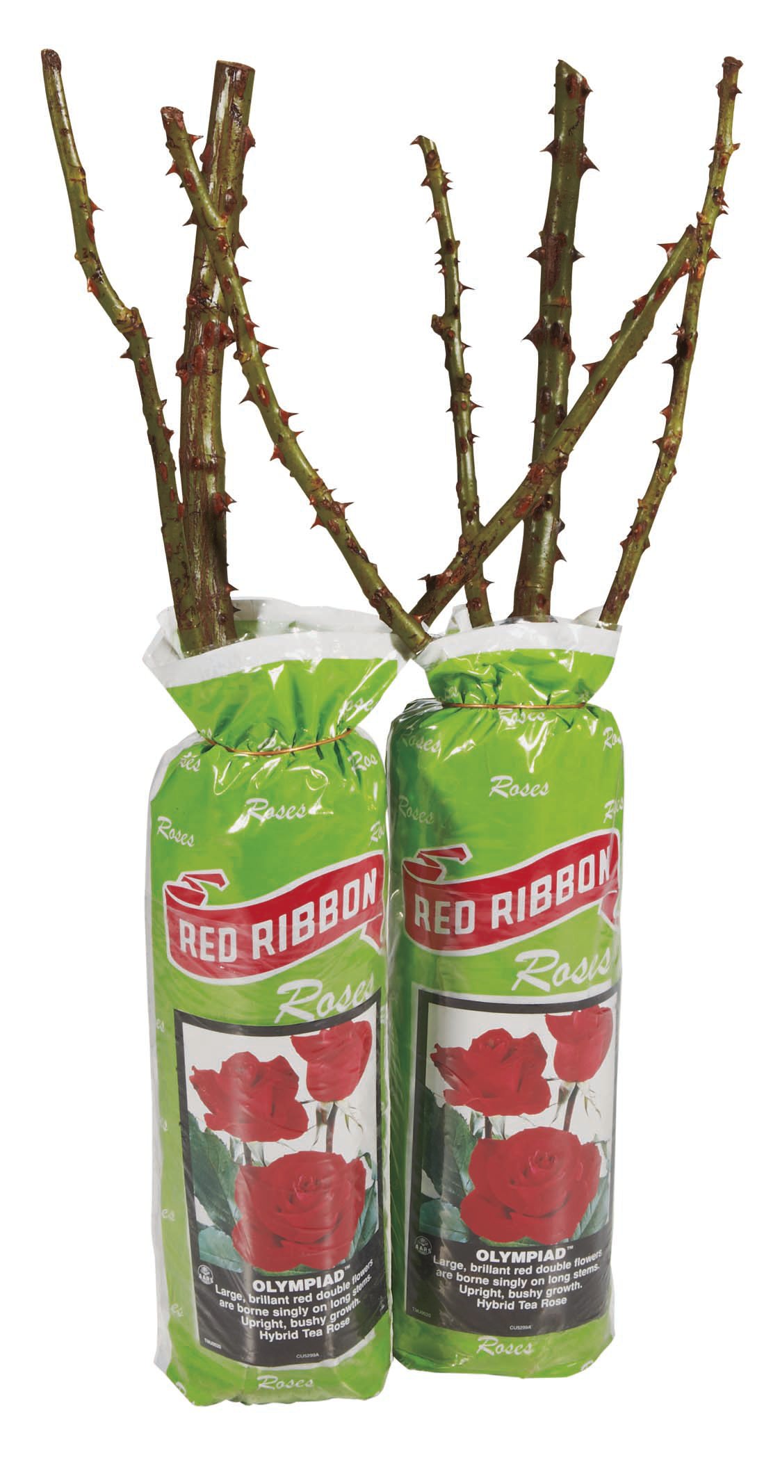 Red Ribbon Roses Oympiad - Shop Potted plants at H-E-B