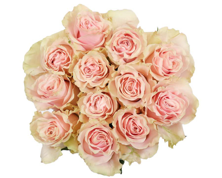 BLOOMS by H-E-B Dozen Pink Roses - Shop Flowers & arrangements at H-E-B