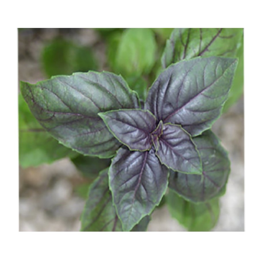 Natures Herb Farm Amethyst Basil - Shop Potted plants at H-E-B