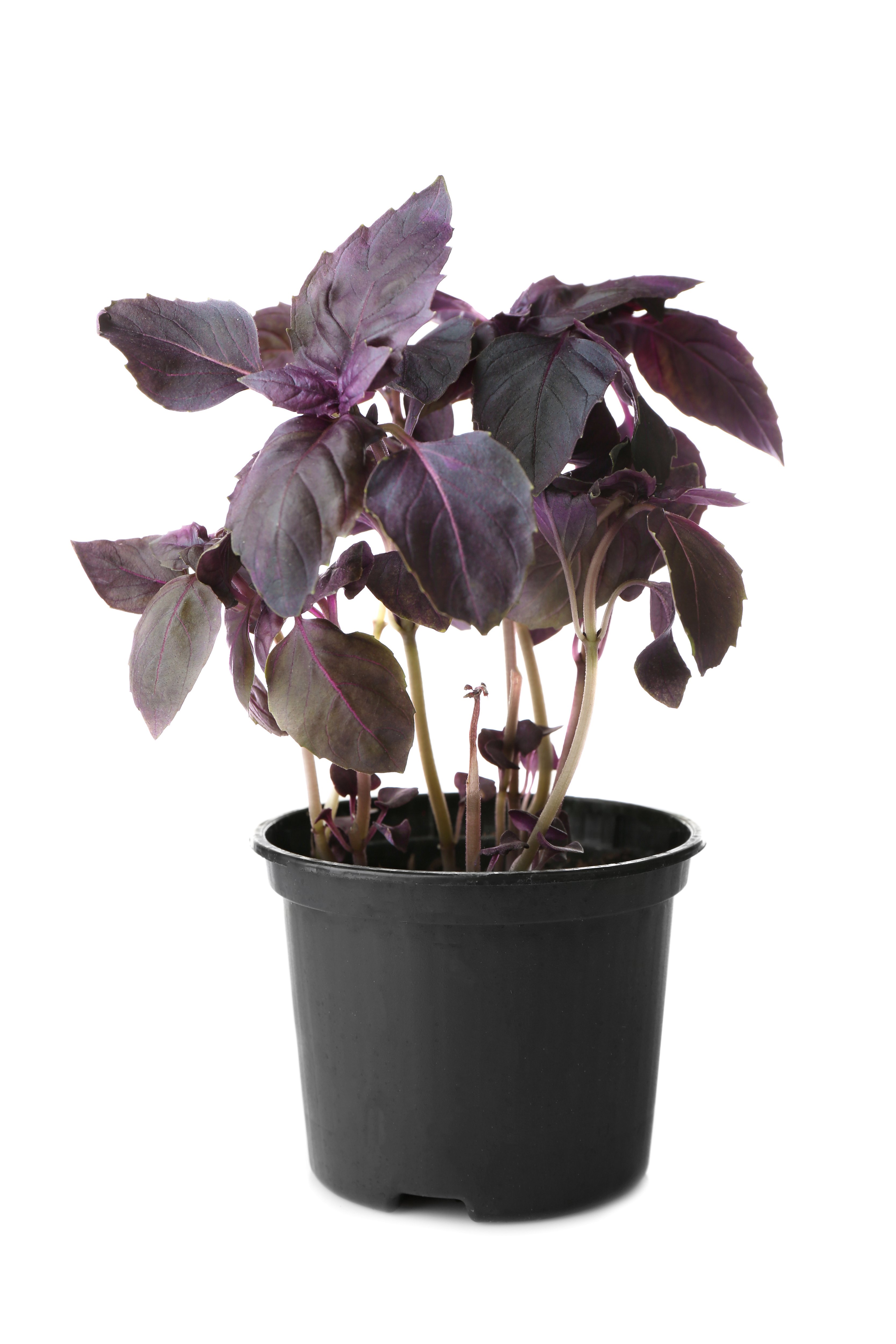 Natures Herb Farm Purple Ruffle Basil - Shop Potted Plants at H-E-B