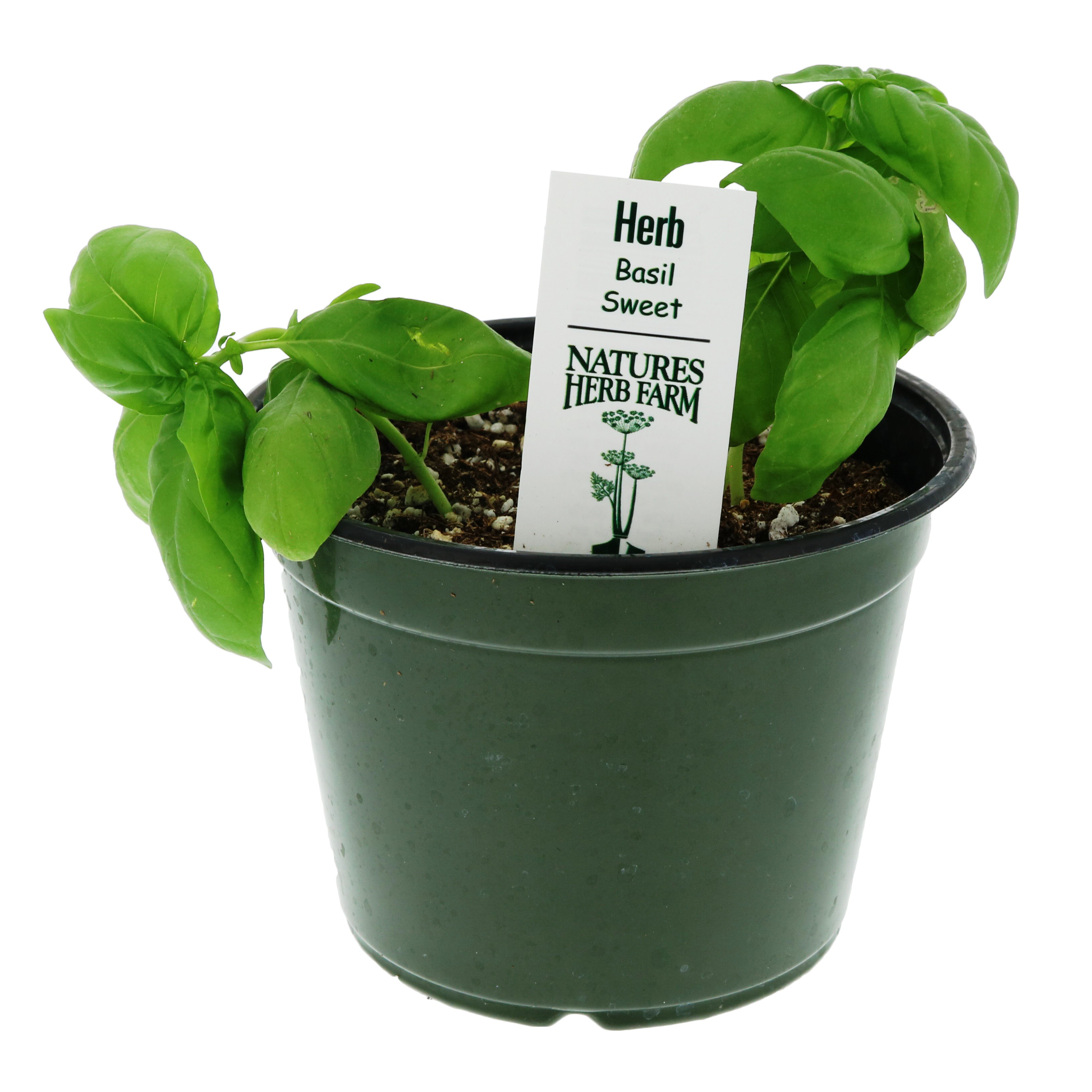 Natures Herb Farm Sweet Basil - Shop Potted plants at H-E-B