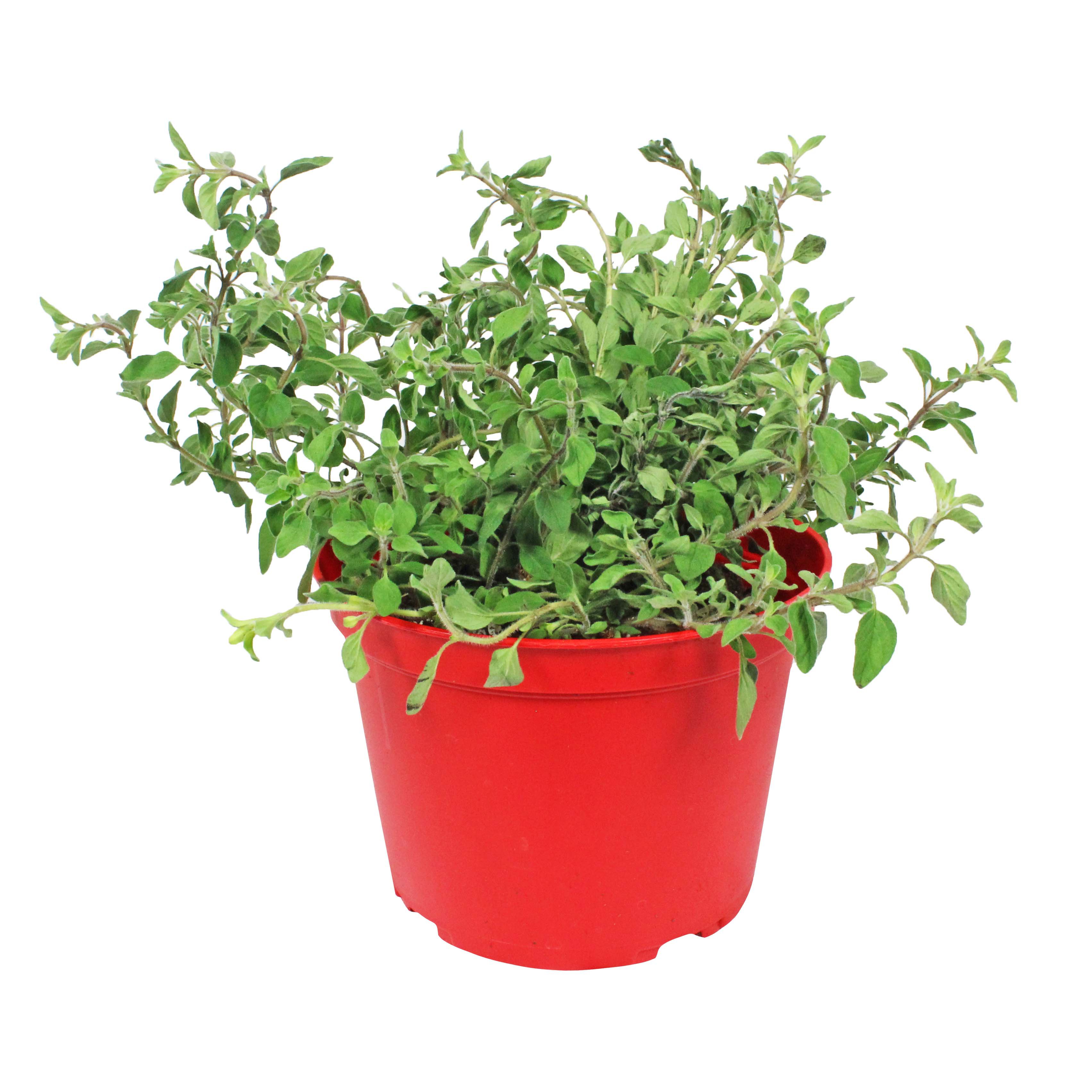 Natures Herb Farm Mexican Oregano - Shop Potted Plants at H-E-B