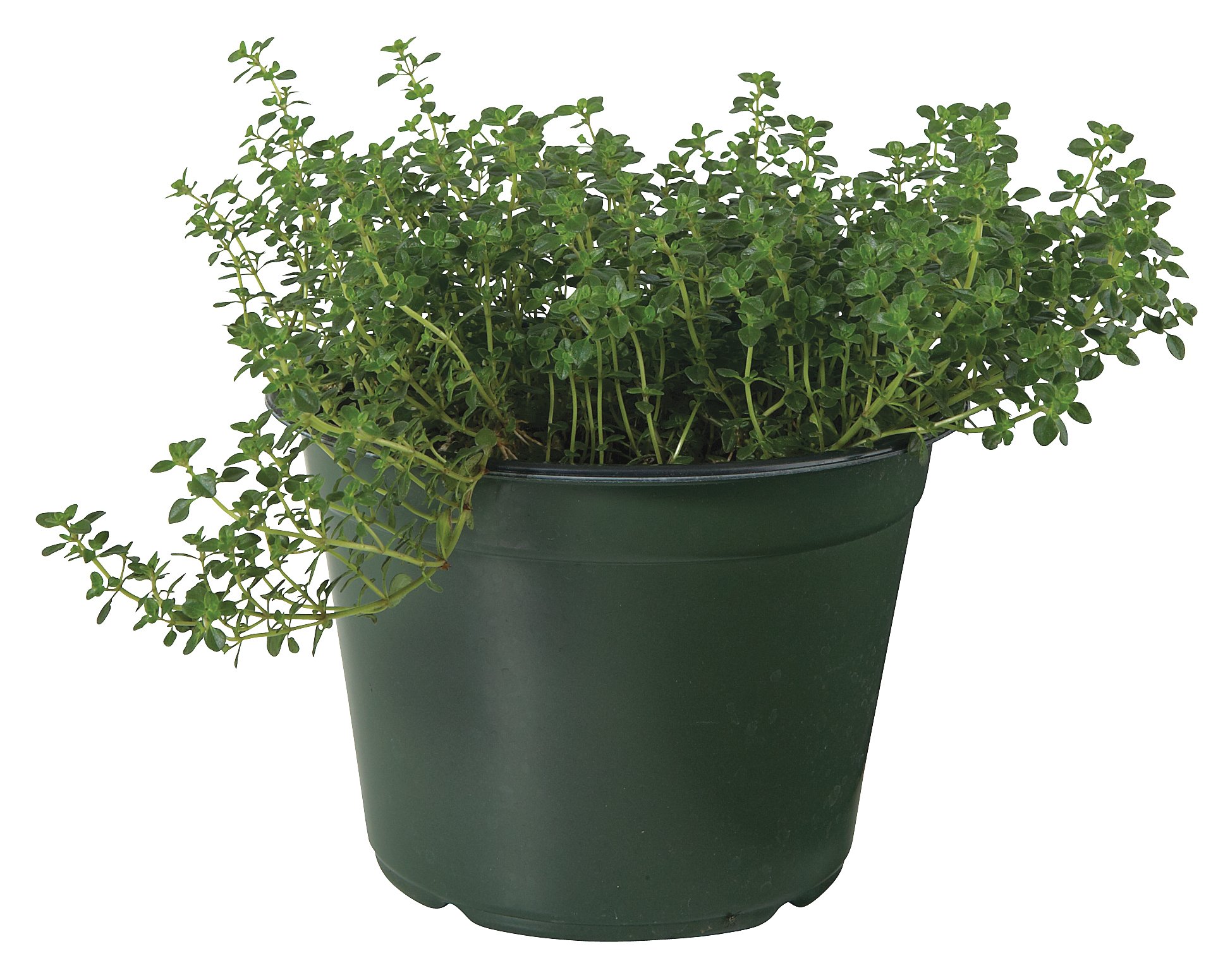 Natures Herb Farm Oregano Potted Herb - Italian - Shop Patio & Outdoor ...