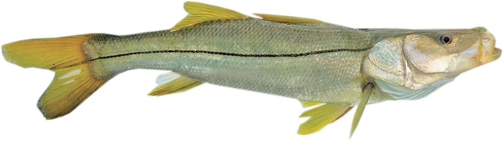 Whole Wild Snook | Central Market - Really Into Food