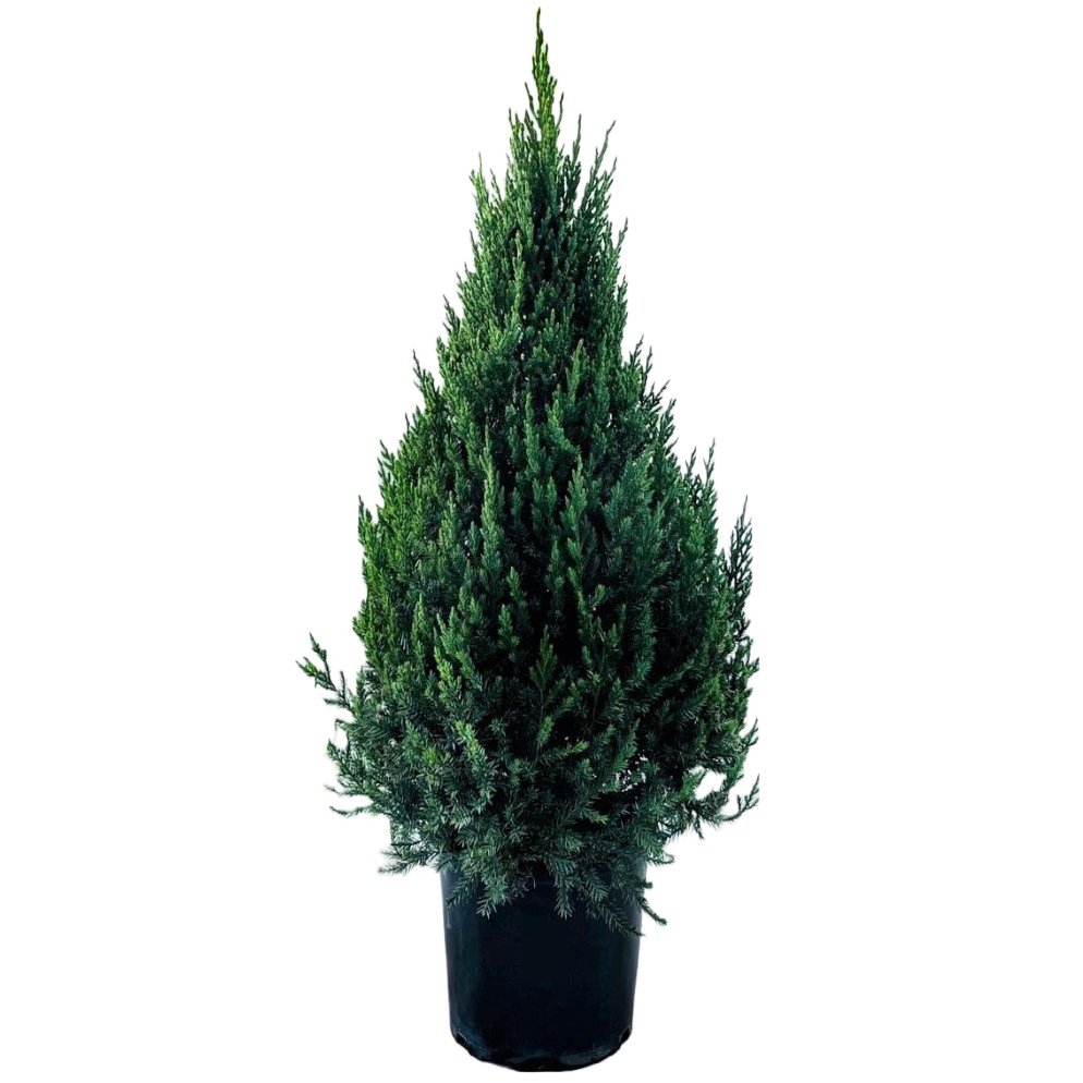 Greenleaf Nursery Blue Point Juniper Potted Plant - Shop Patio ...