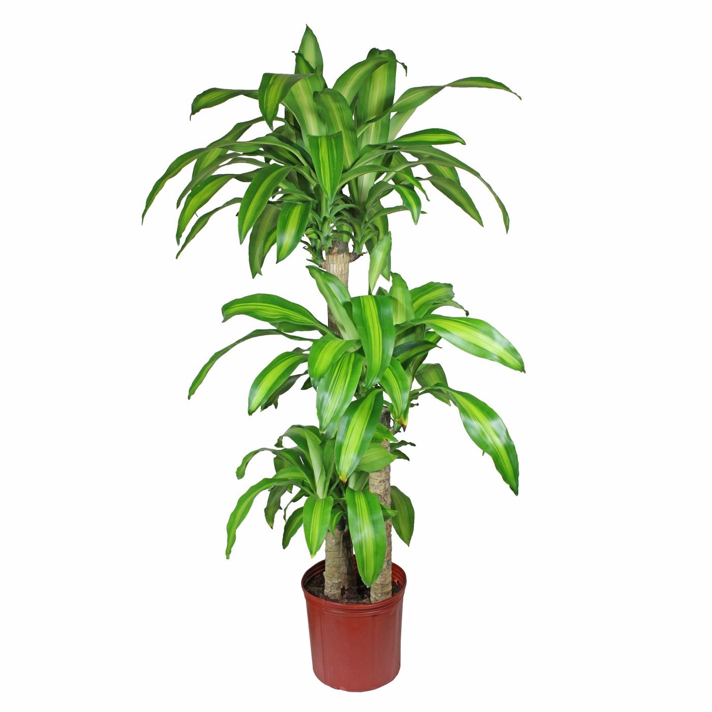 Costa Farms Tropical Corn Plant - Shop Potted plants at H-E-B