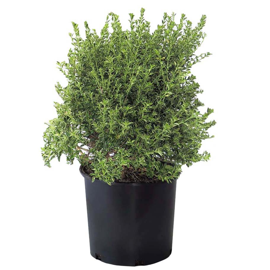 Greenleaf Nursery White Margin Snow Rose - Shop Potted plants at H-E-B