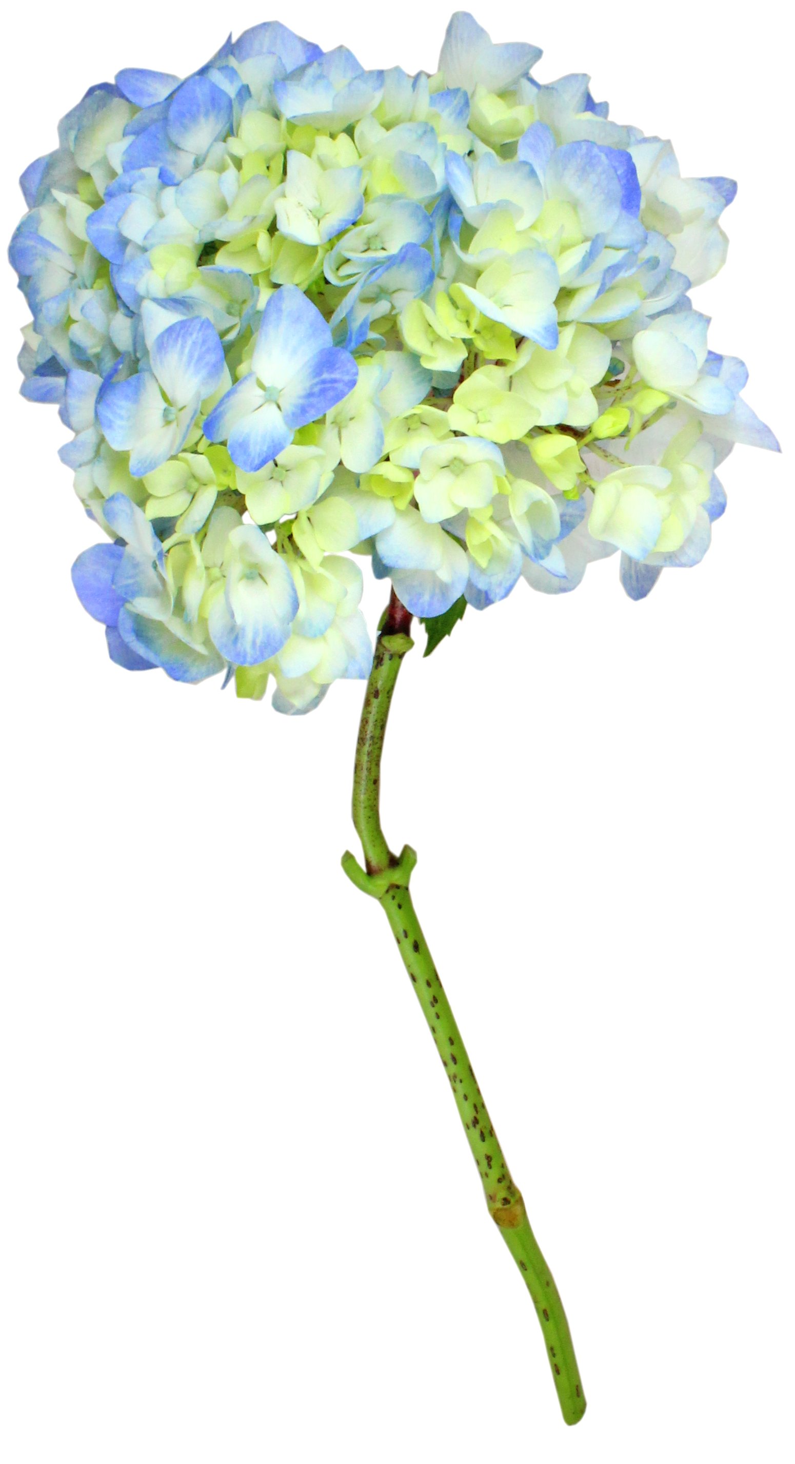 Extra Blue Hydrangea, ea | Central Market - Really Into Food