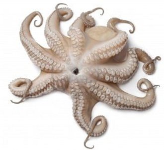 Market Whole Octopus - Shop Fish at H-E-B