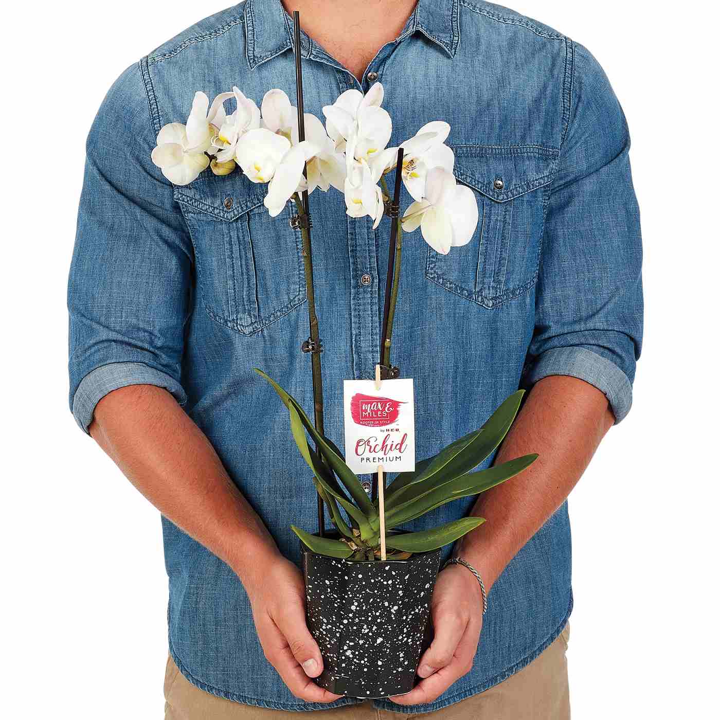 Max & Miles Premium Orchid - Shop Flowers & arrangements at H-E-B