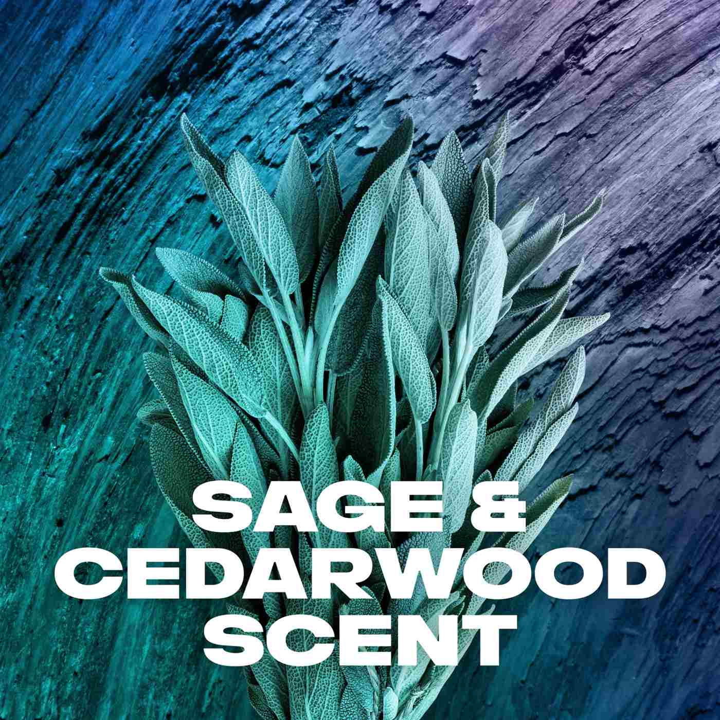 AXE Apollo Body Wash - Sage & Cedarwood - Shop Body wash at H-E-B