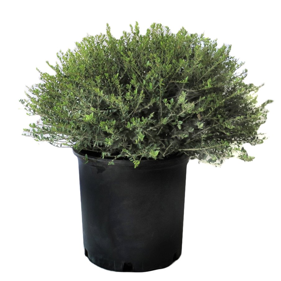 Greenleaf Nursery Dwarf Yaupon Holly - Shop Potted Plants at H-E-B
