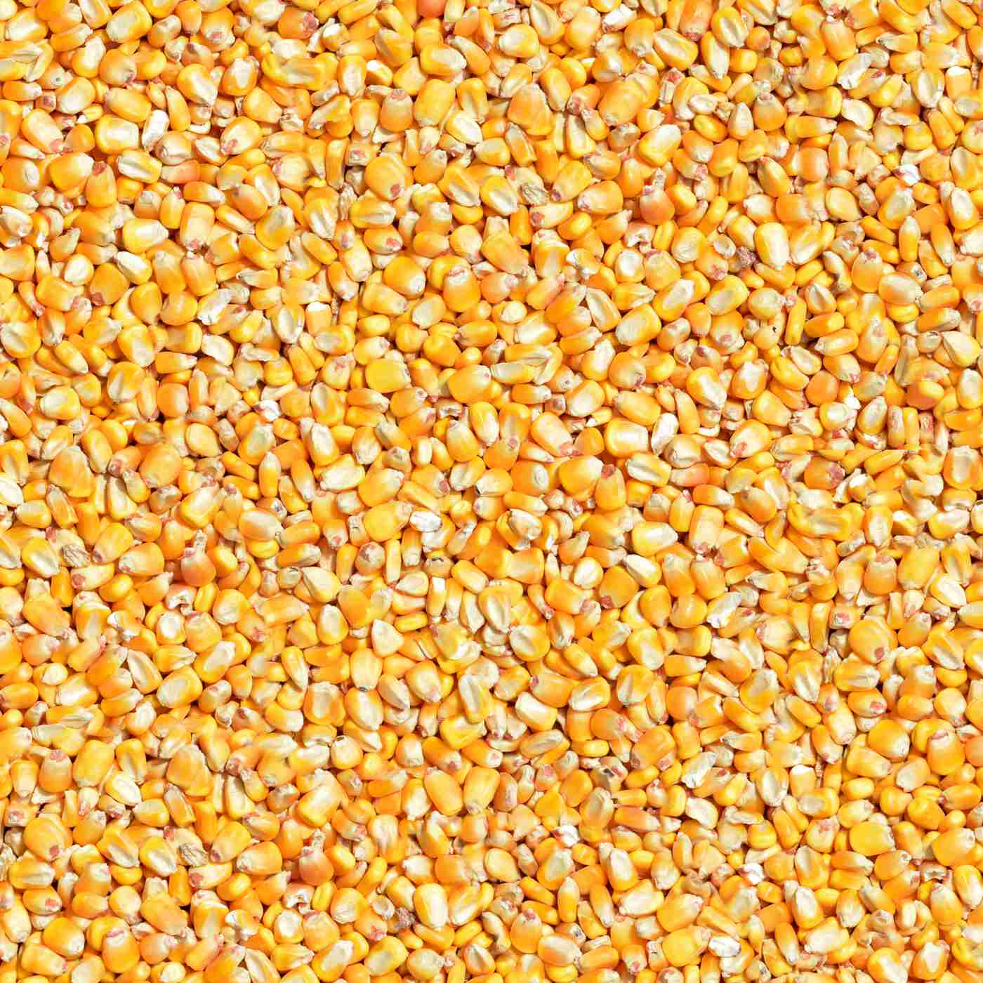 Moore Apple Flavored Big Buck Deer Corn - Shop Game cameras & feeders ...