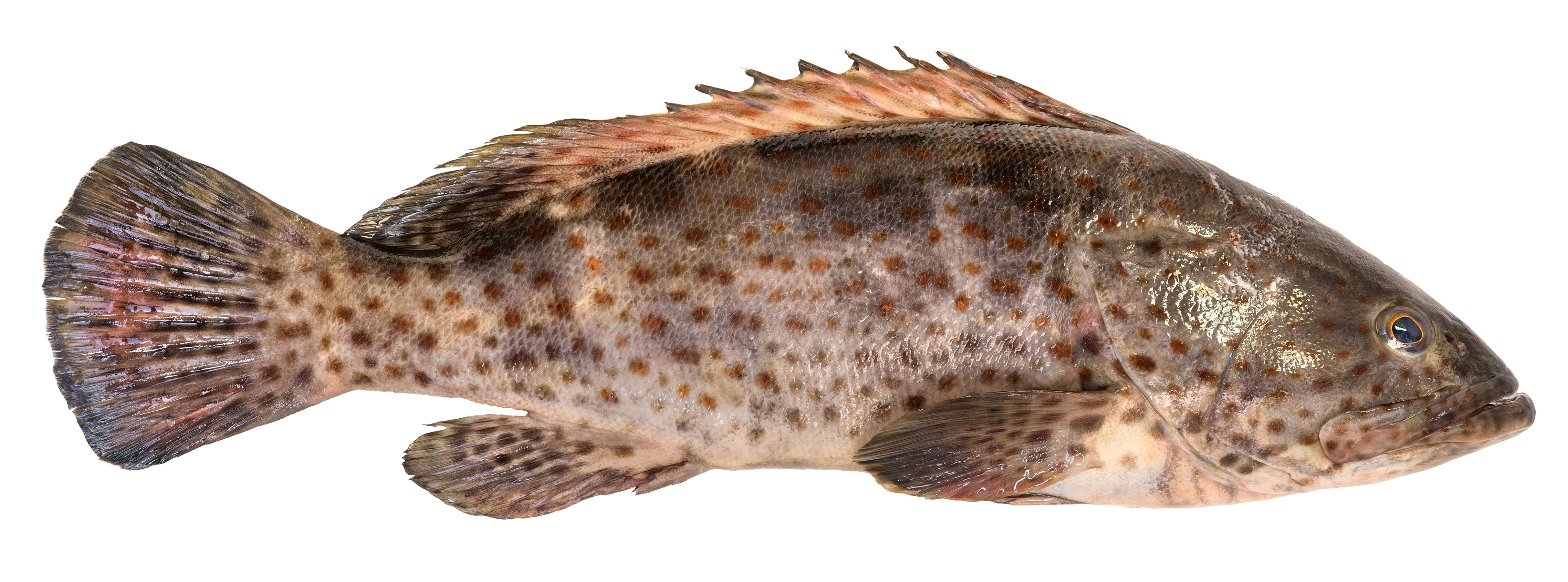 Whole Wild Gulf Grouper - Shop Fish at H-E-B