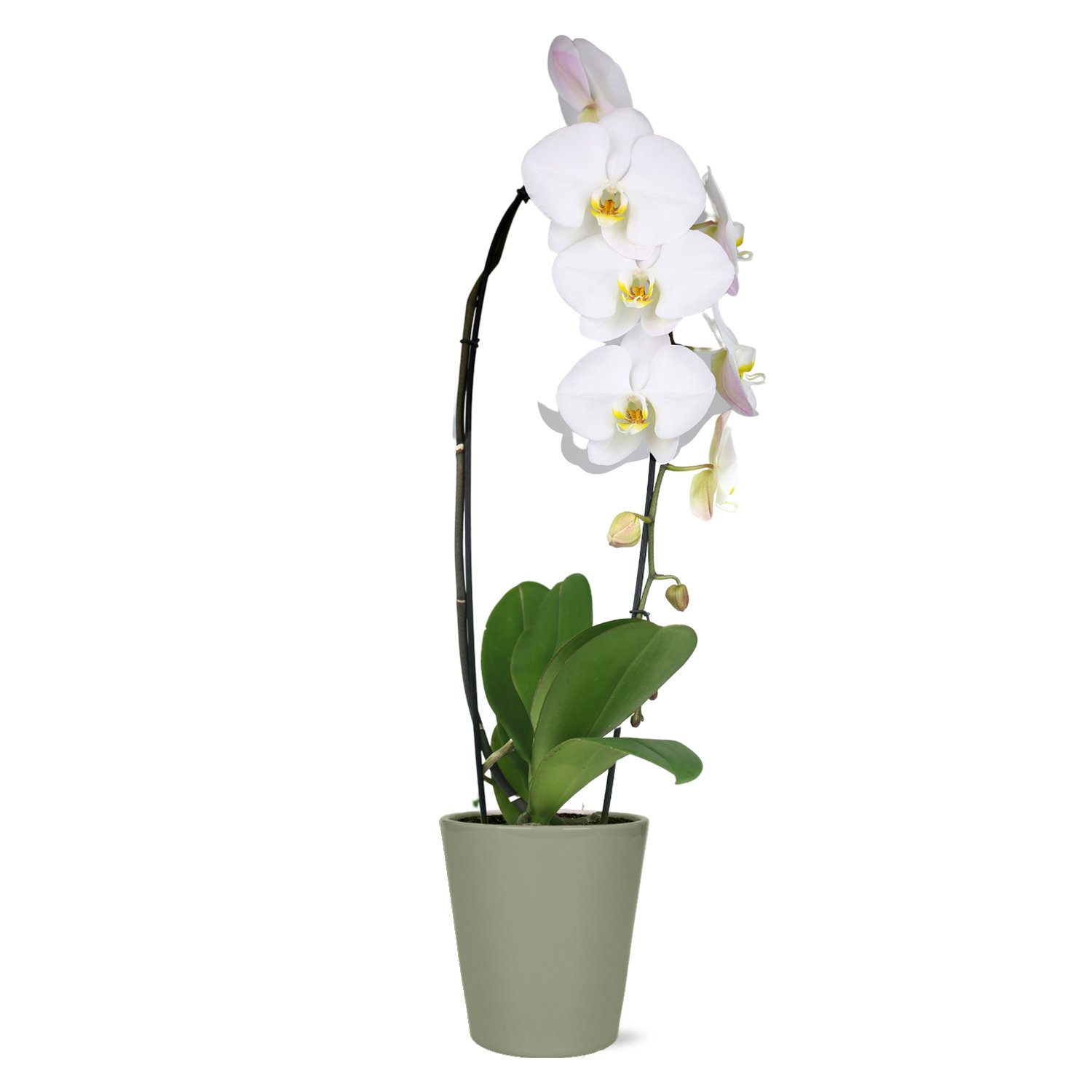 Max & Miles Waterfall Orchid - Shop Potted plants at H-E-B