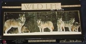 Ceaco Wild Life Wolf Puzzle - Shop Puzzles at H-E-B